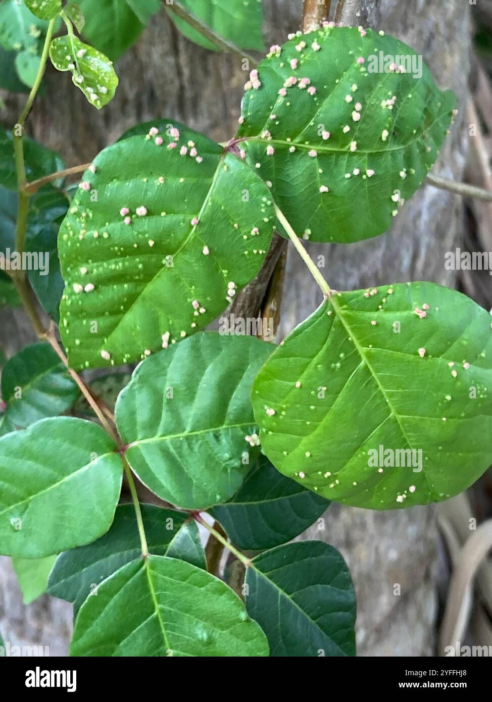 eastern poison ivy (Toxicodendron radicans Stock Photo - Alamy