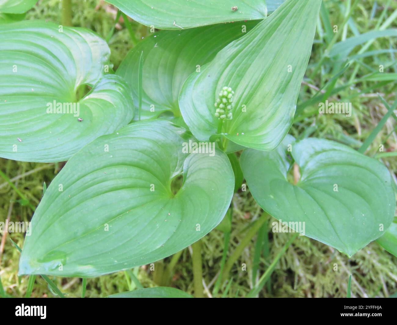 Western Lily of the Valley (Maianthemum dilatatum Stock Photo - Alamy