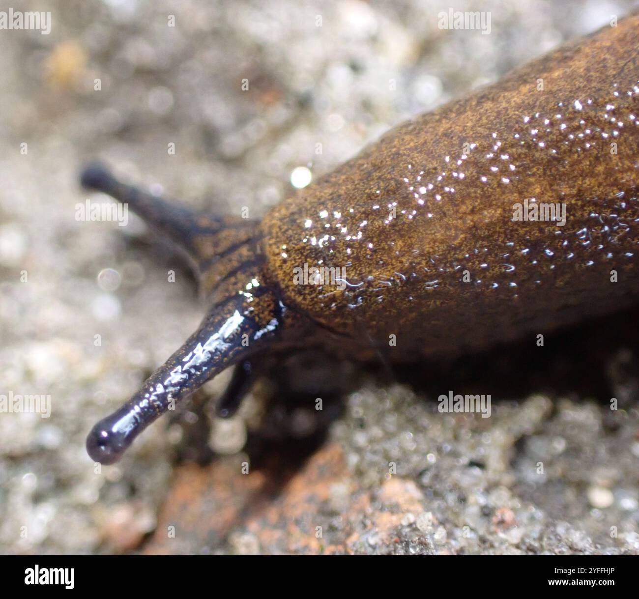 Spanish Slug (Arion vulgaris Stock Photo - Alamy
