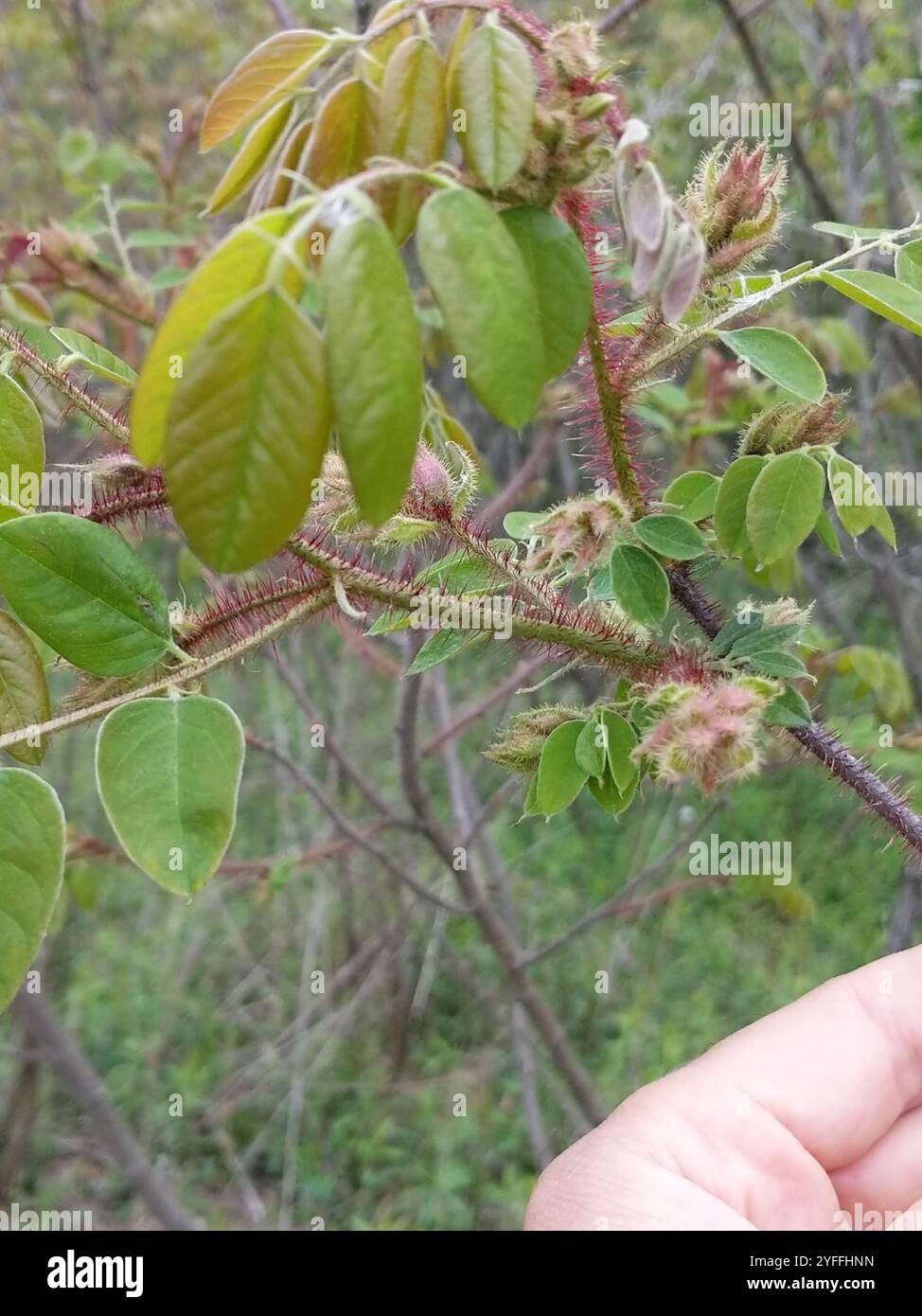 Bristly locust (Robinia hispida Stock Photo - Alamy