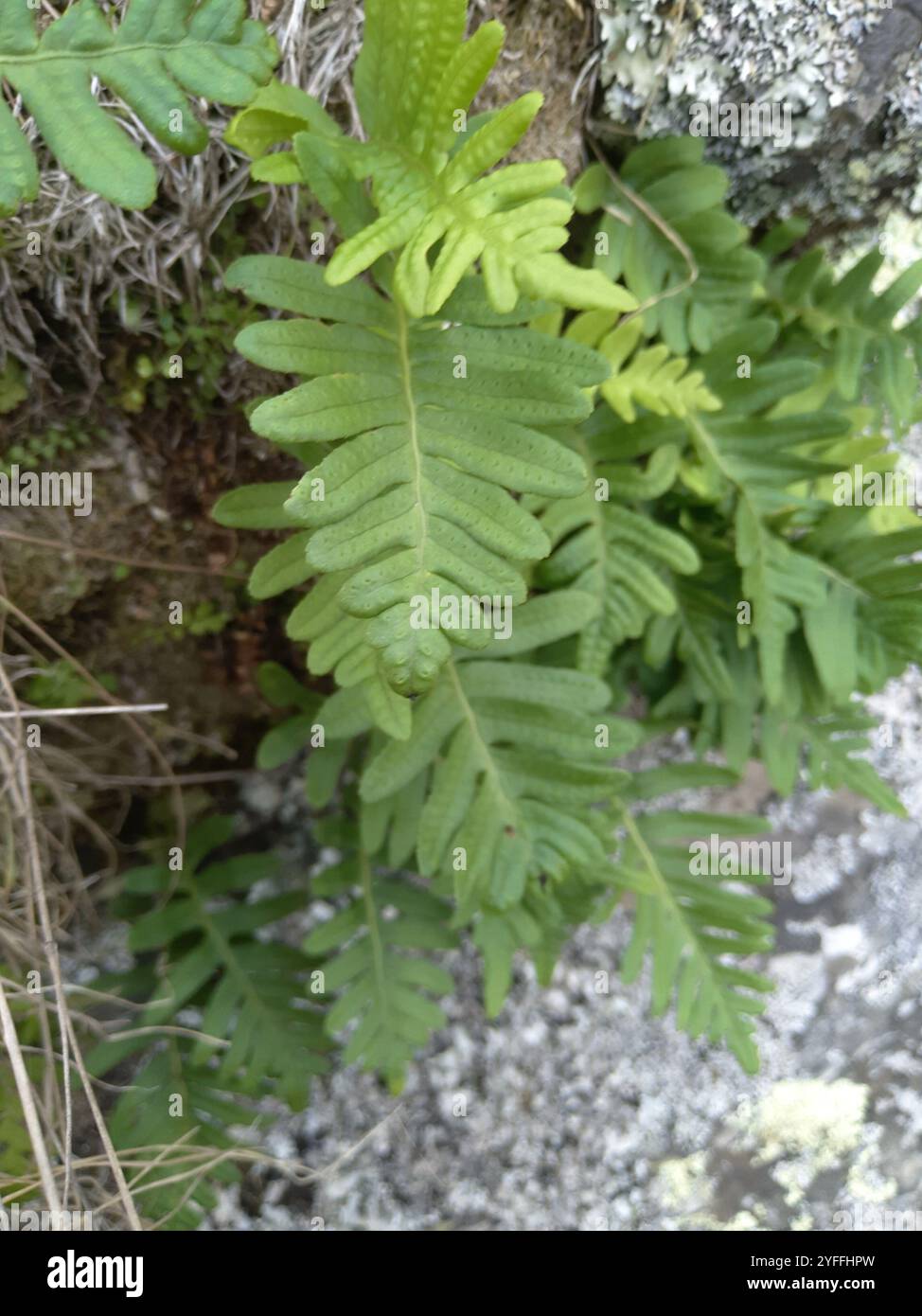 common polypody (Polypodium vulgare Stock Photo - Alamy