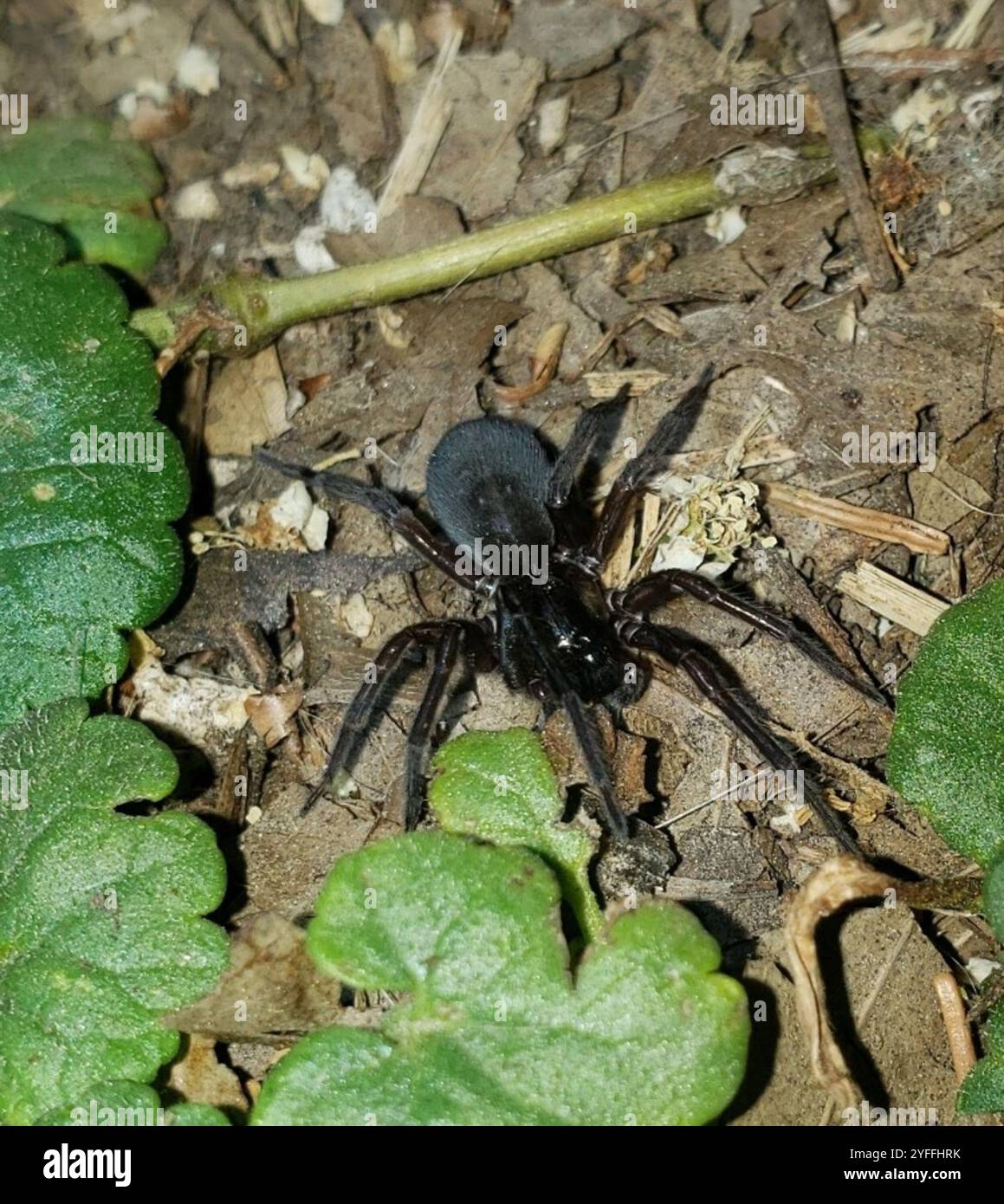 Black Laceweaver (Amaurobius ferox Stock Photo - Alamy