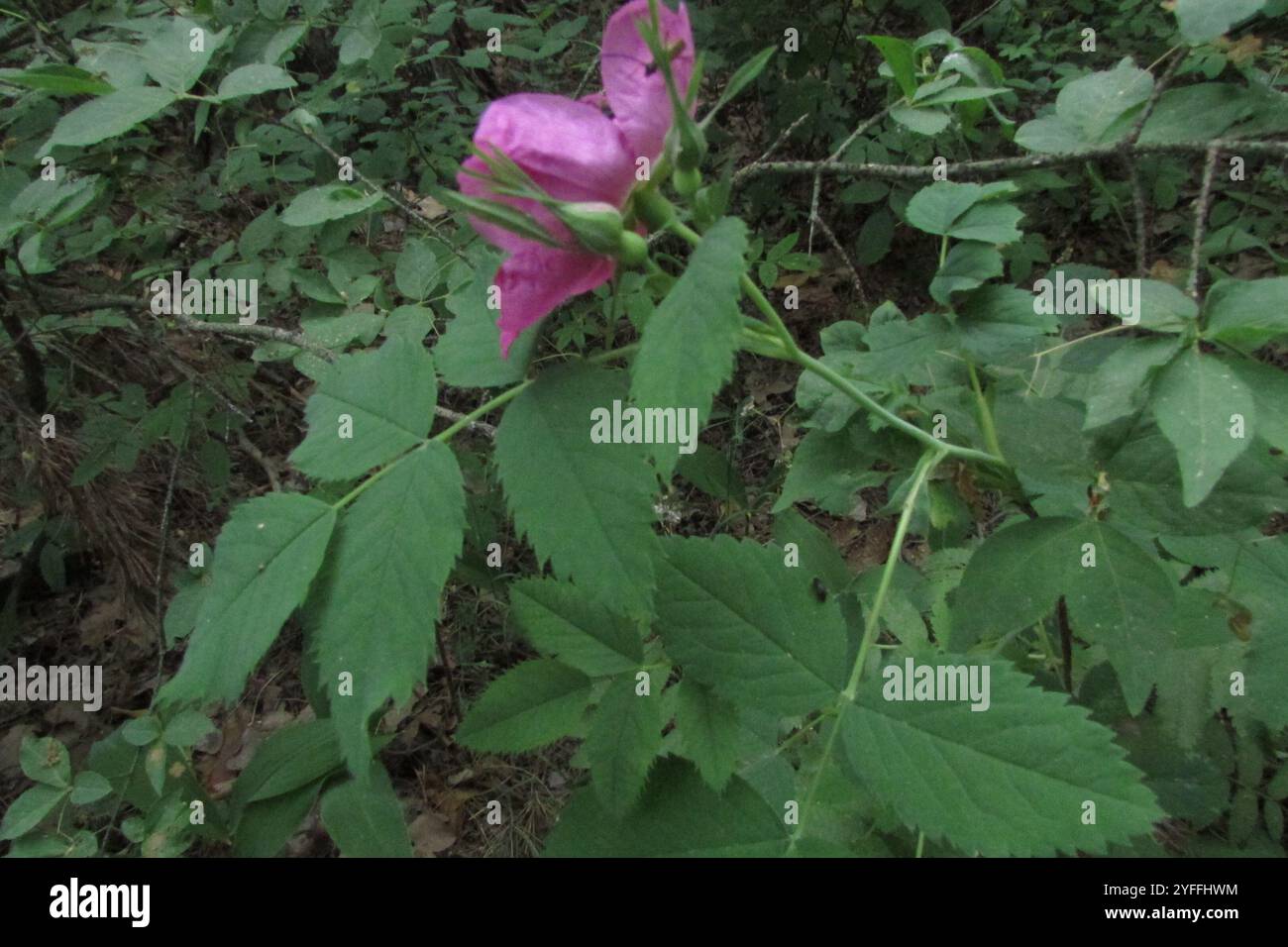 Cinnamon Rose (Rosa majalis Stock Photo - Alamy