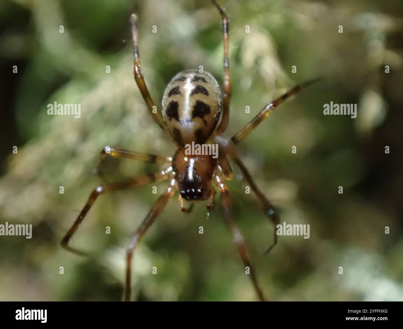Sheetweb and Dwarf Weavers (Linyphiidae Stock Photo - Alamy