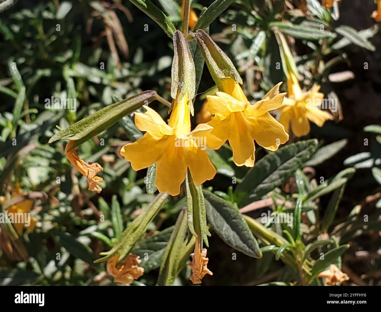 orange bush monkeyflower (Diplacus aurantiacus Stock Photo - Alamy