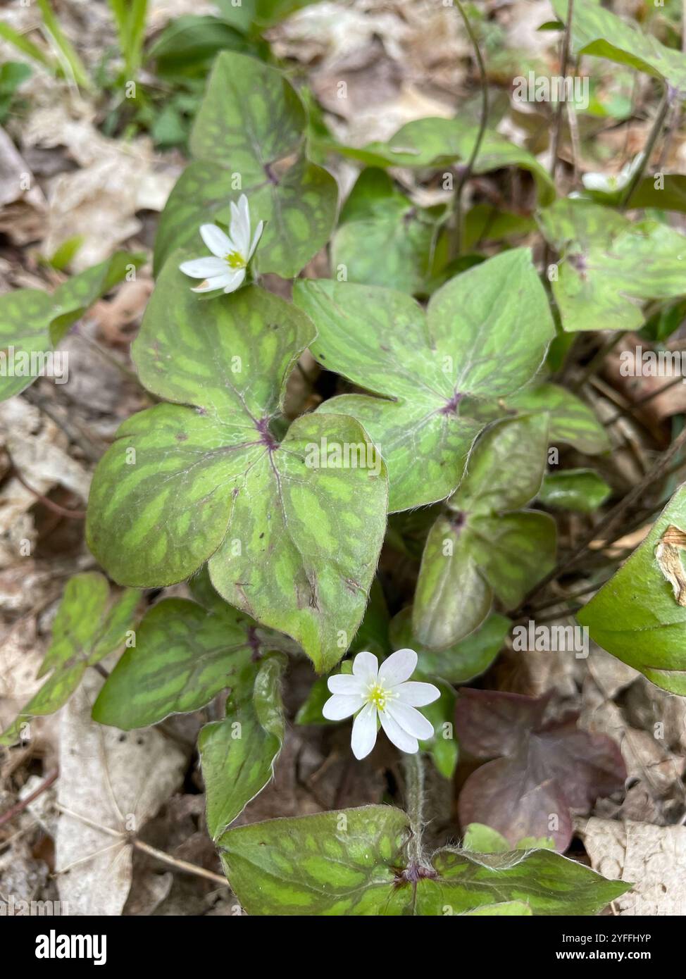 sharp-lobed hepatica (Hepatica acutiloba Stock Photo - Alamy