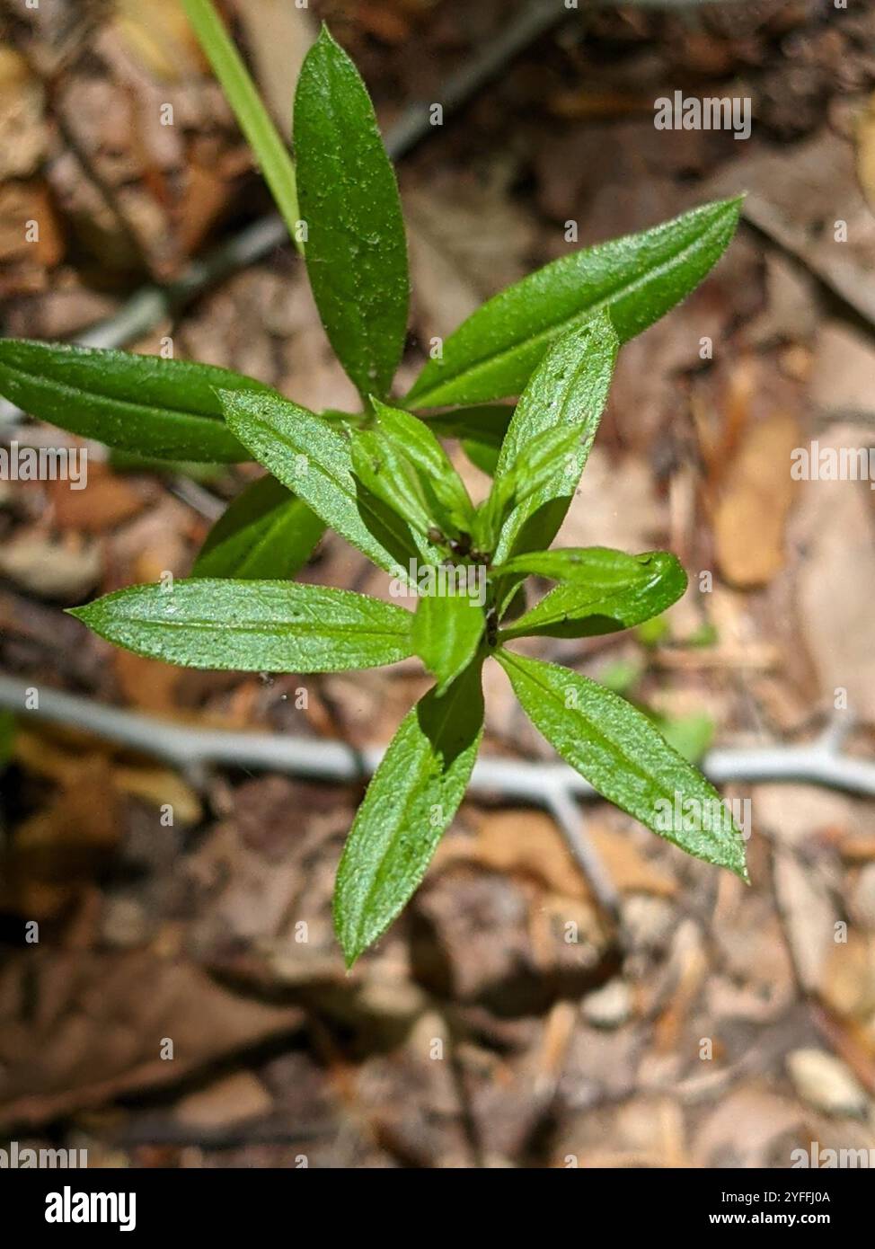 fragrant bedstraw (Galium triflorum Stock Photo - Alamy