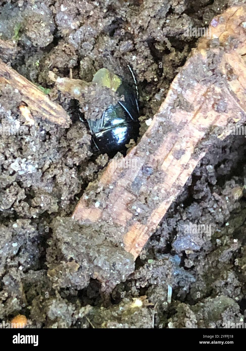 Two-lined Burrowing Bug (Pangaeus bilineatus Stock Photo - Alamy