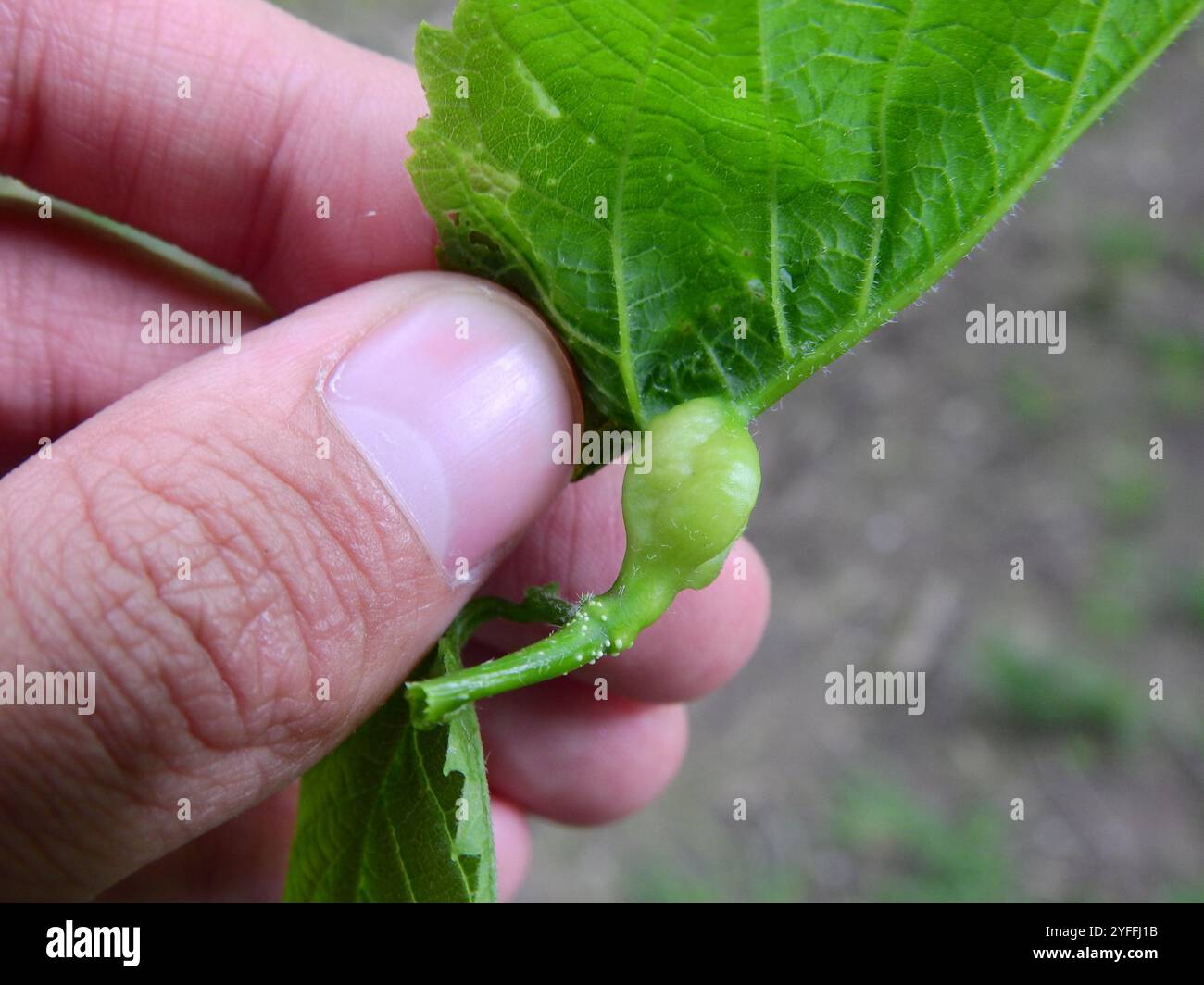 Hackberry Petiole Gall Psyllid (Pachypsylla venusta Stock Photo - Alamy
