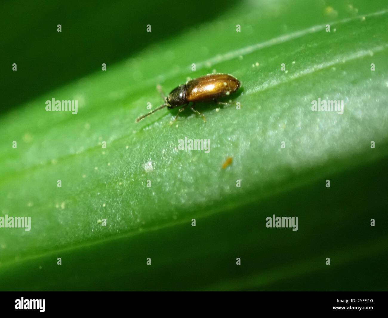 Silken Fungus Beetles (Cryptophagidae Stock Photo - Alamy