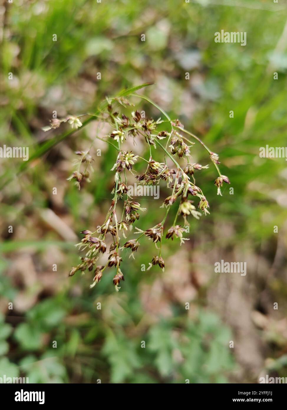 Great Woodrush (Luzula sylvatica Stock Photo - Alamy