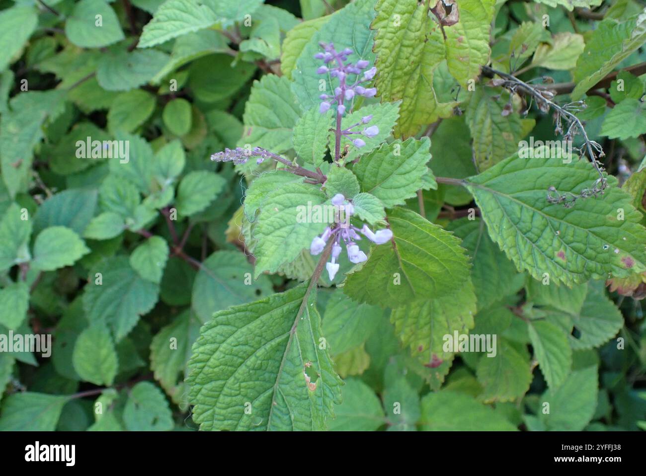 pink fly bush (Plectranthus fruticosus Stock Photo - Alamy