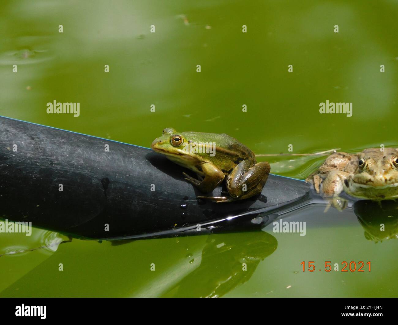 Pool frog complex and its kleptons (Pelophylax lessonae Stock Photo - Alamy