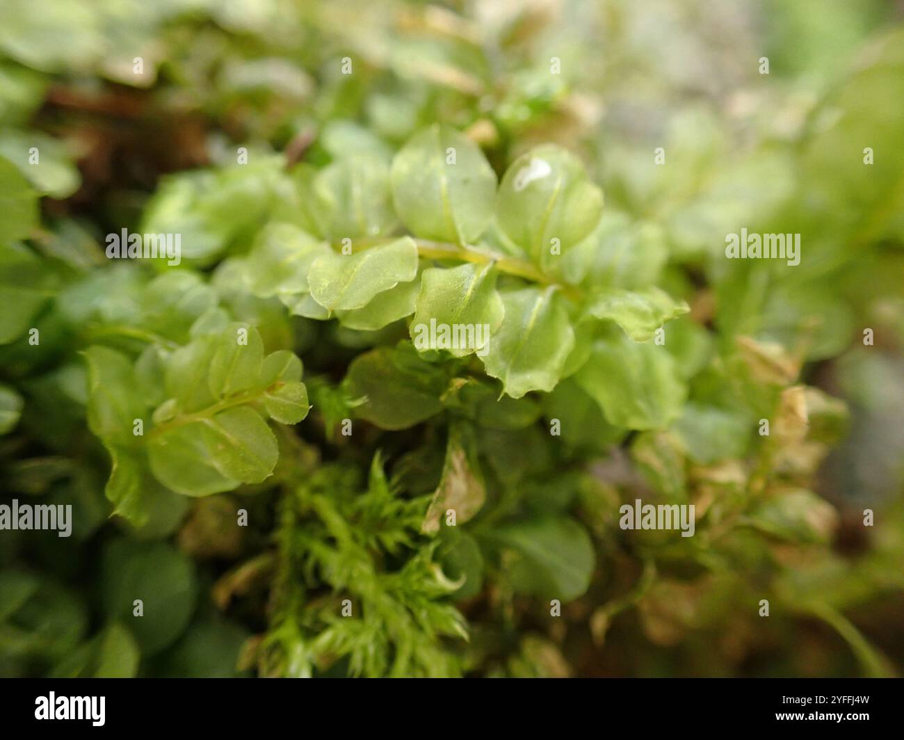 Many-fruited Thyme-moss (Plagiomnium affine Stock Photo - Alamy