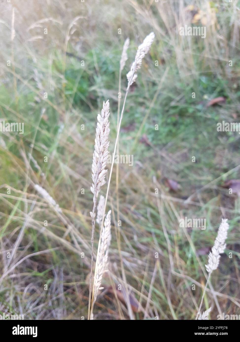 Yorkshire fog (Holcus lanatus Stock Photo - Alamy