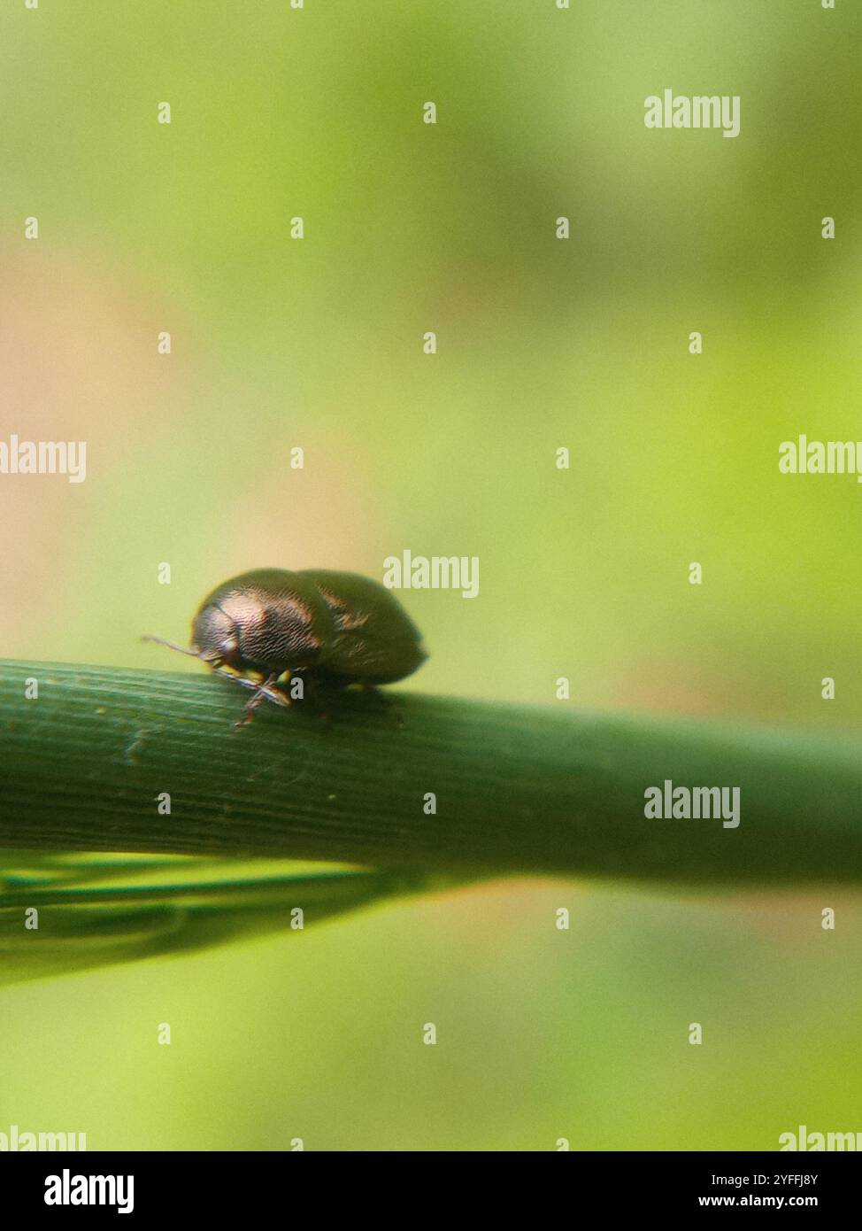 Scarab Shieldbug (Thyreocoris scarabaeoides Stock Photo - Alamy