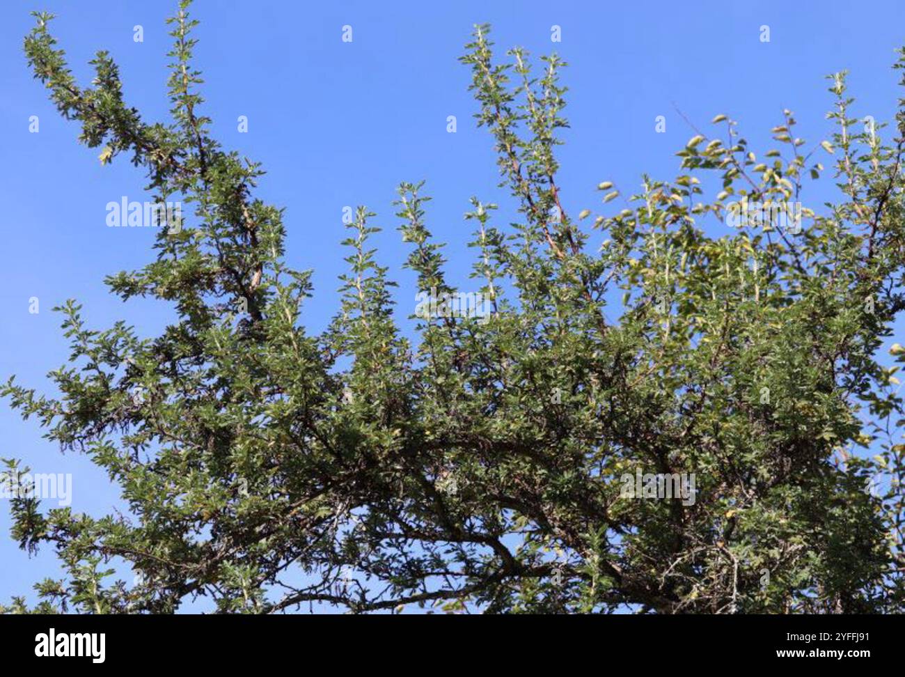 Ouhout (Leucosidea sericea Stock Photo - Alamy