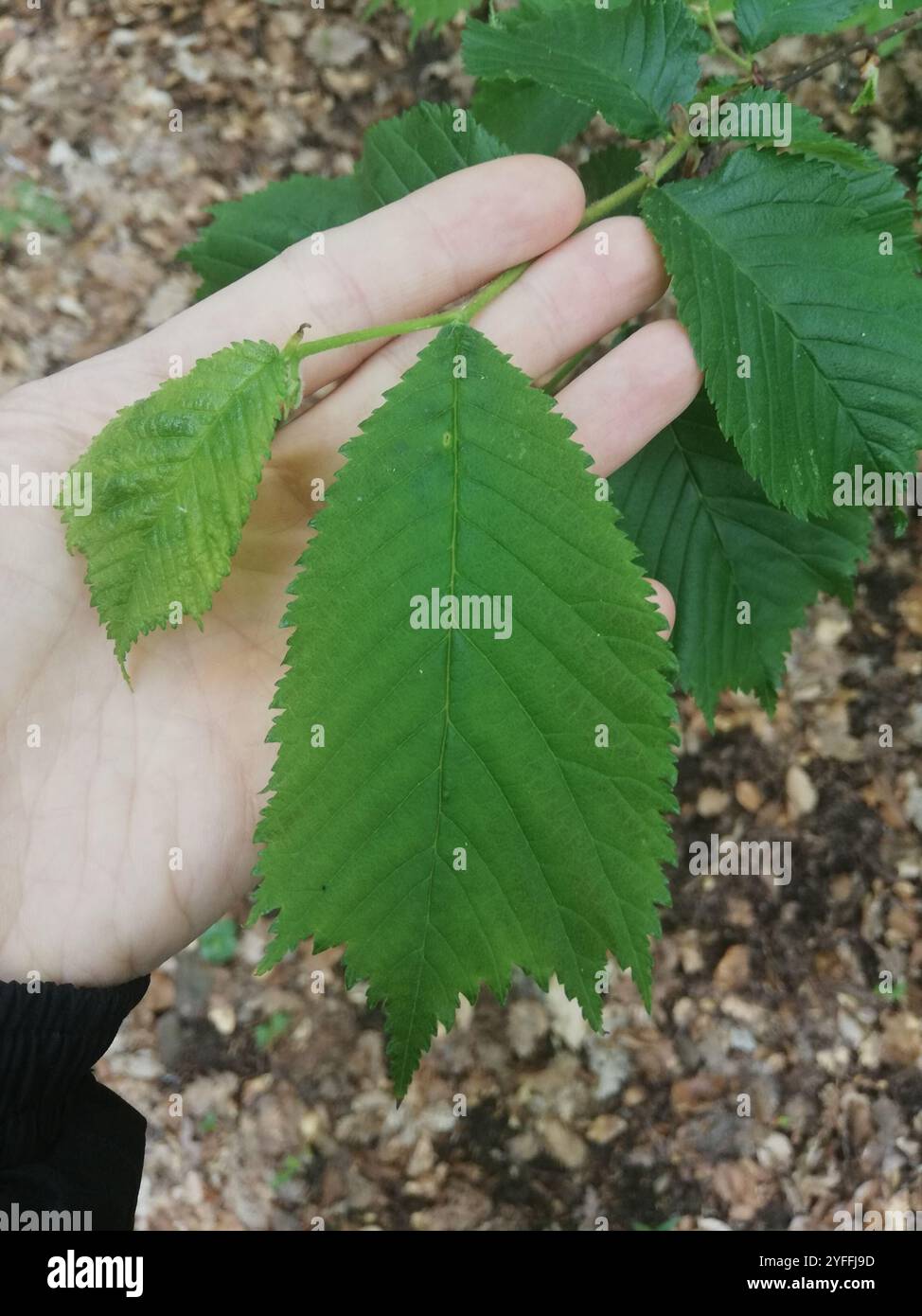Wych Elm (Ulmus glabra Stock Photo - Alamy