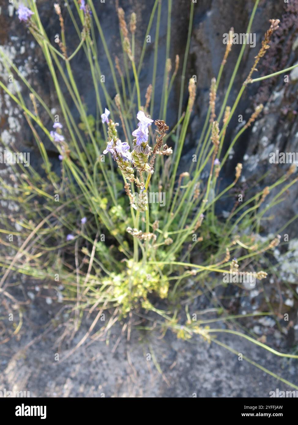 Cut-leaved lavender (Lavandula multifida Stock Photo - Alamy