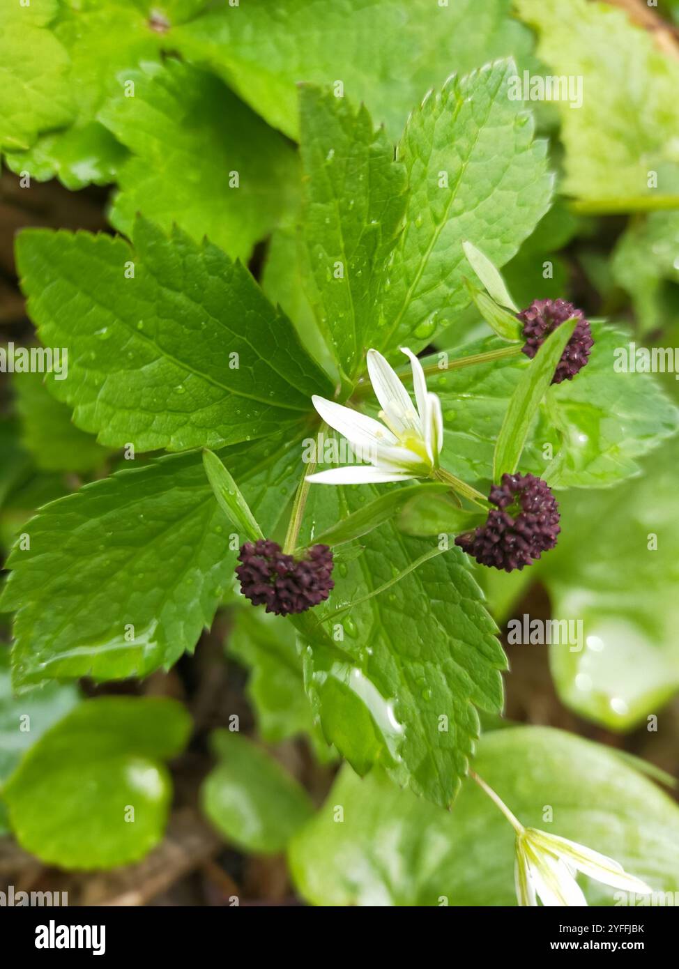 Red-flowering sanicle (Sanicula rubriflora Stock Photo - Alamy