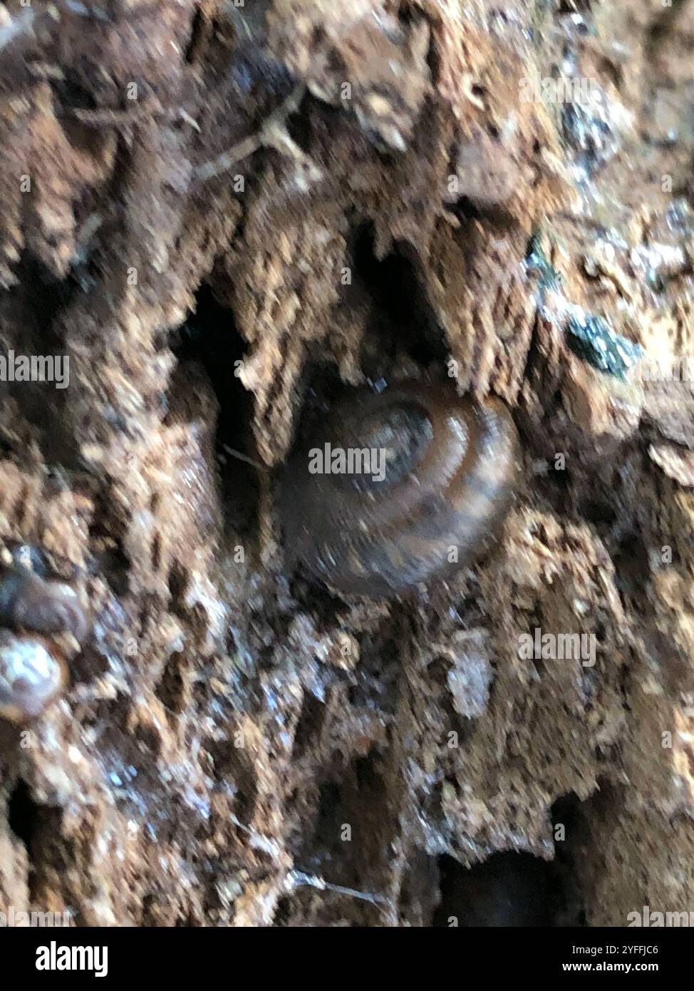 Common Land Snails and Slugs (Stylommatophora Stock Photo - Alamy