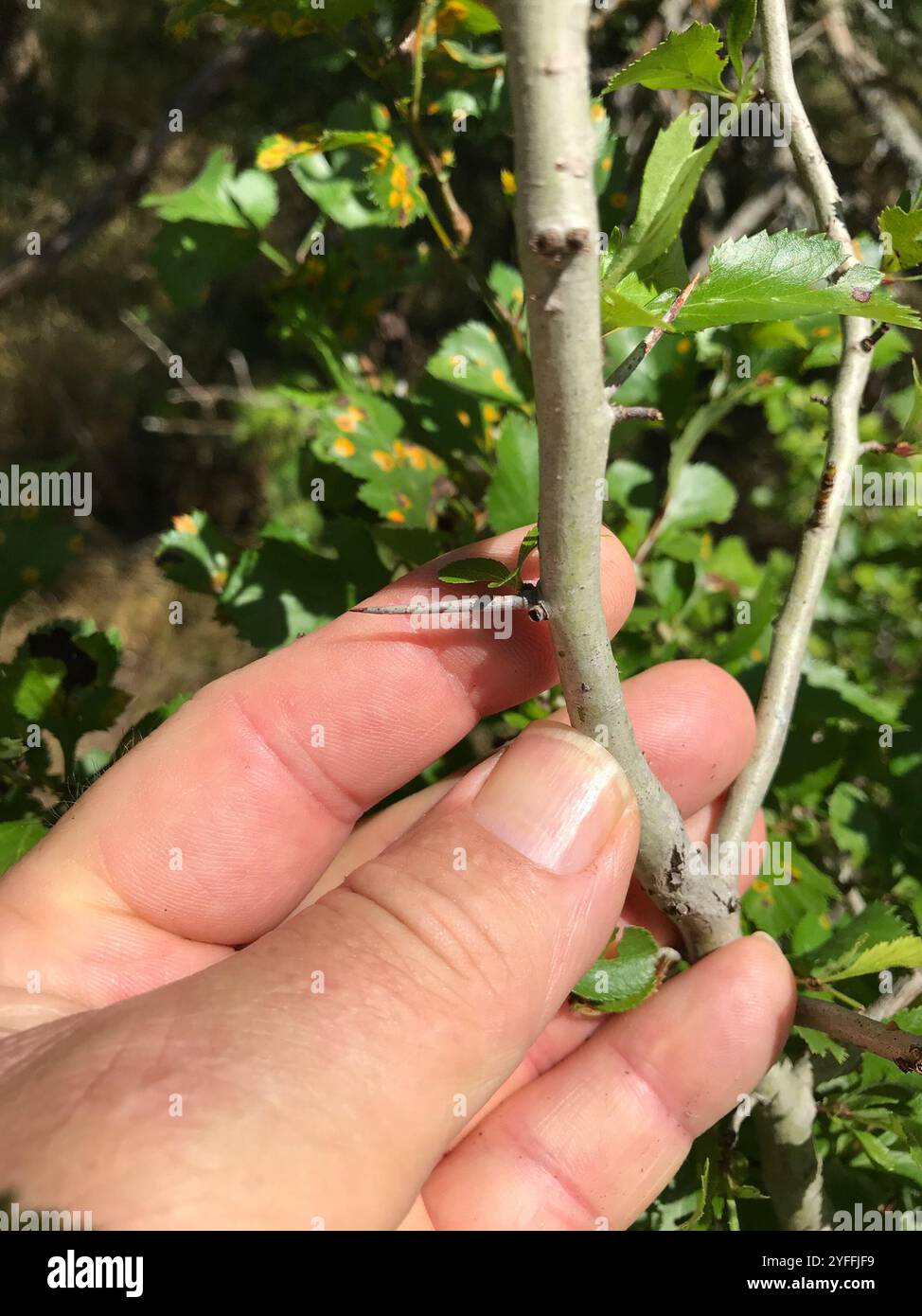green hawthorn (Crataegus viridis Stock Photo - Alamy