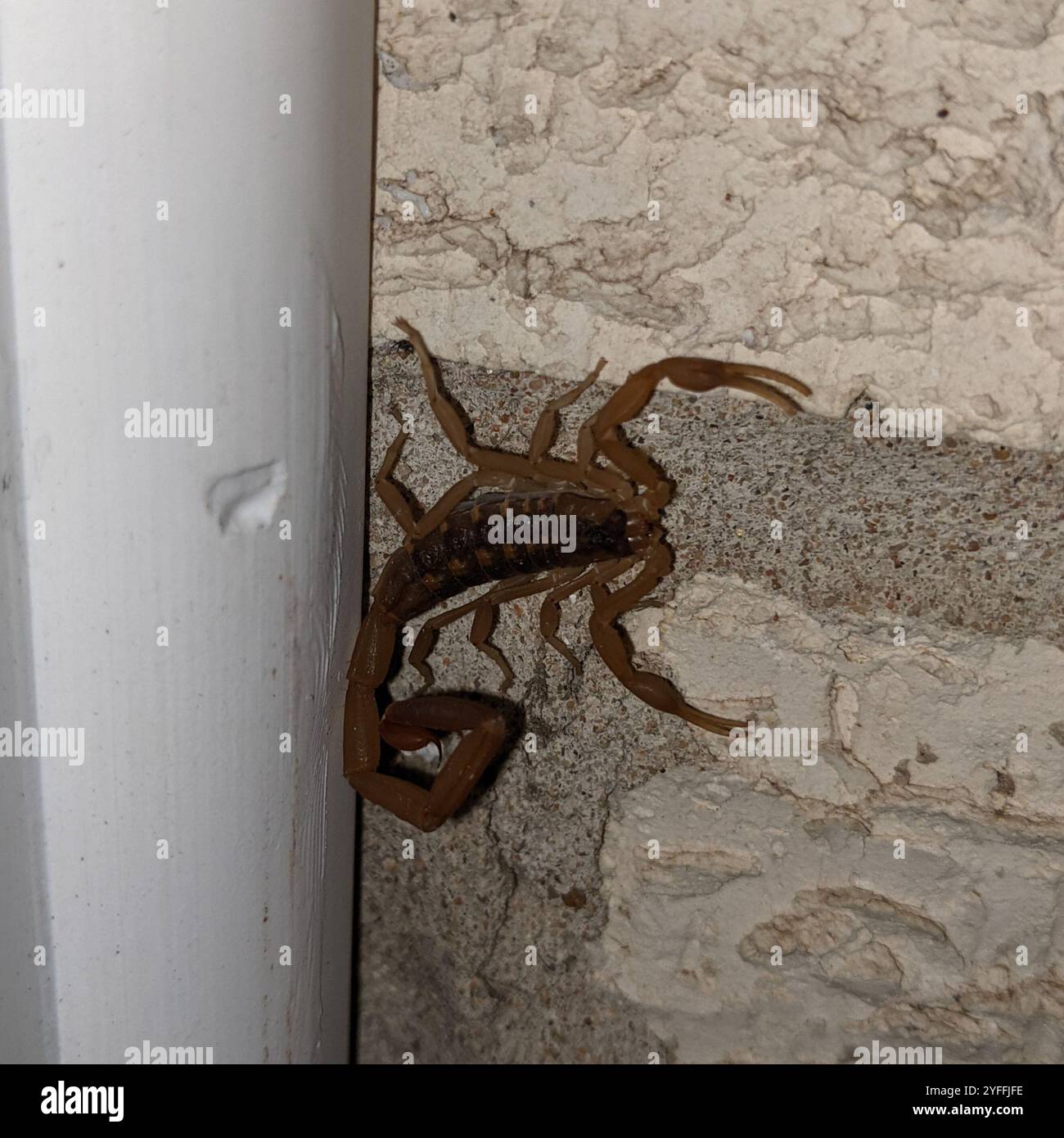 Striped Bark Scorpion (Centruroides vittatus Stock Photo - Alamy