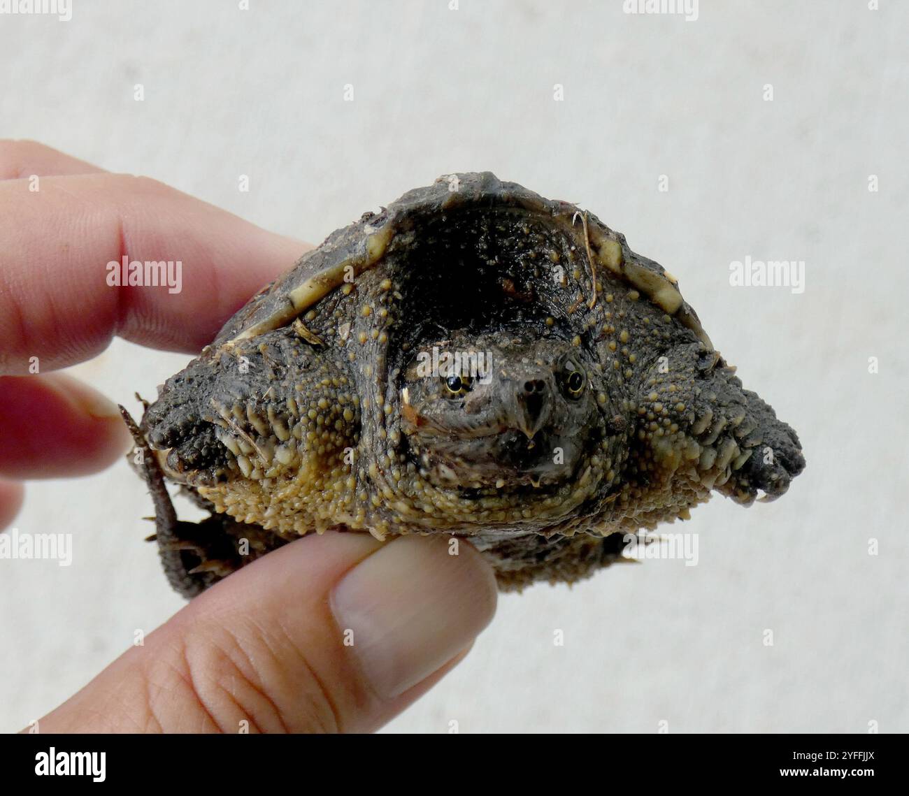Common Snapping Turtle (Chelydra serpentina Stock Photo - Alamy