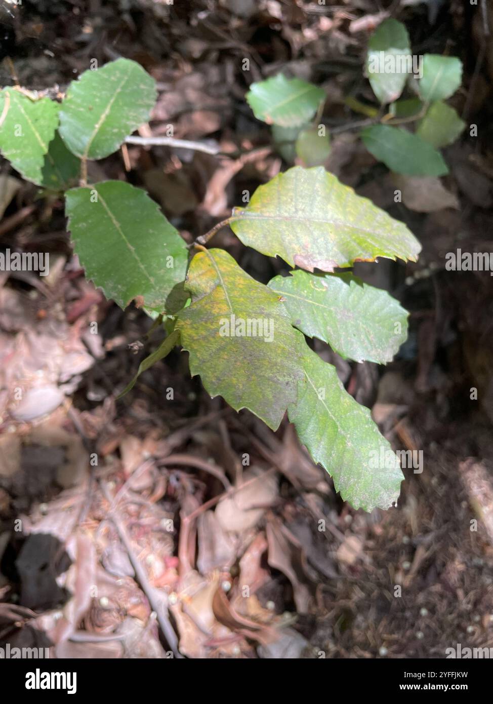 Tanoak (Notholithocarpus densiflorus Stock Photo - Alamy