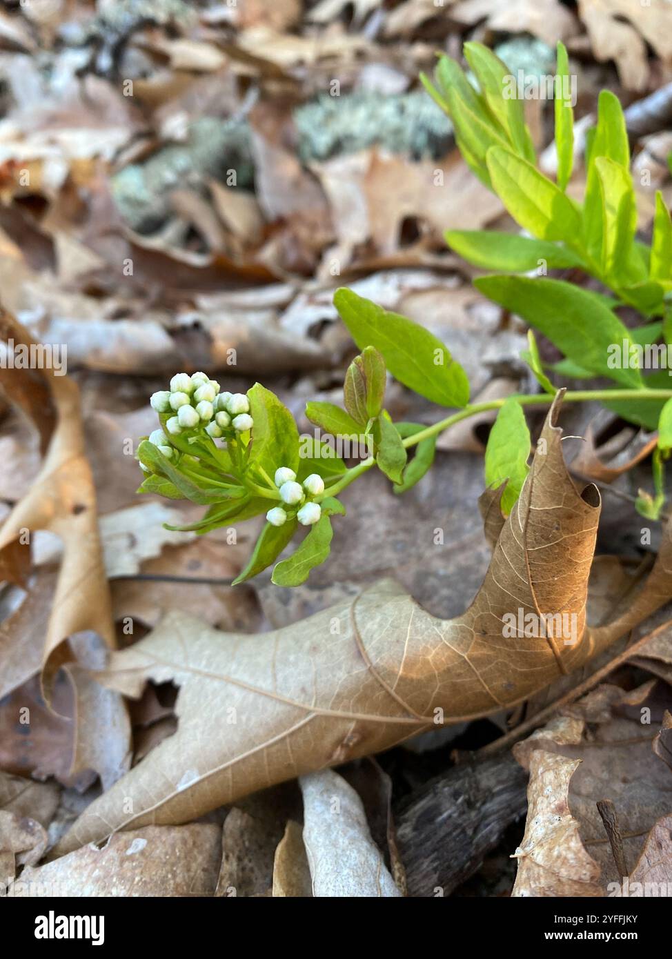 bastard toadflax (Comandra umbellata Stock Photo - Alamy