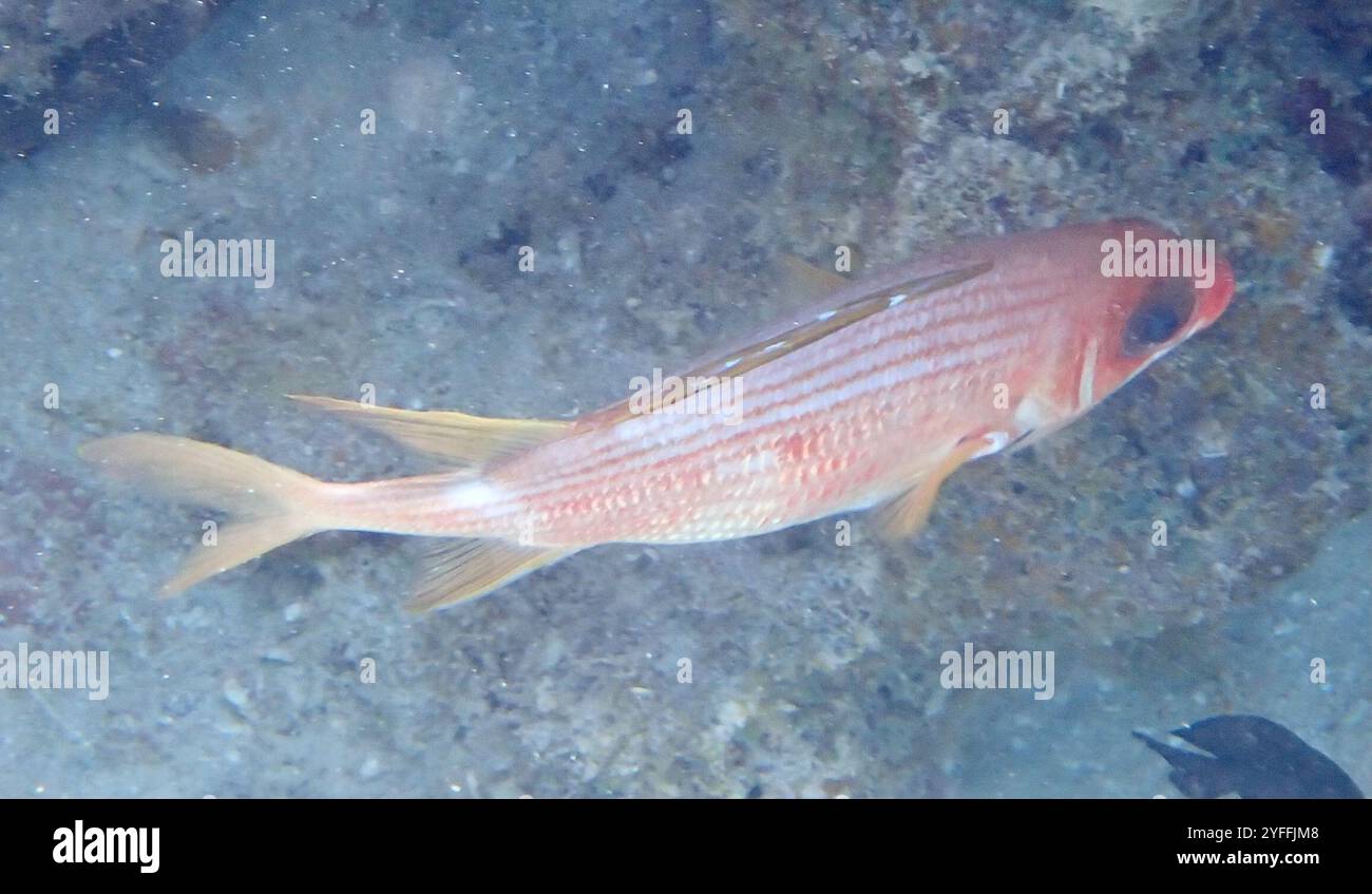 Longspine Squirrelfish (Holocentrus rufus Stock Photo - Alamy
