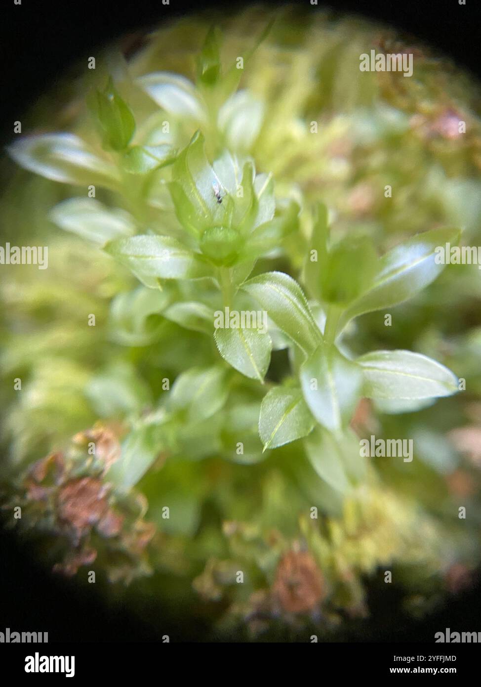 Thyme and Allied Mosses (Plagiomnium Stock Photo - Alamy