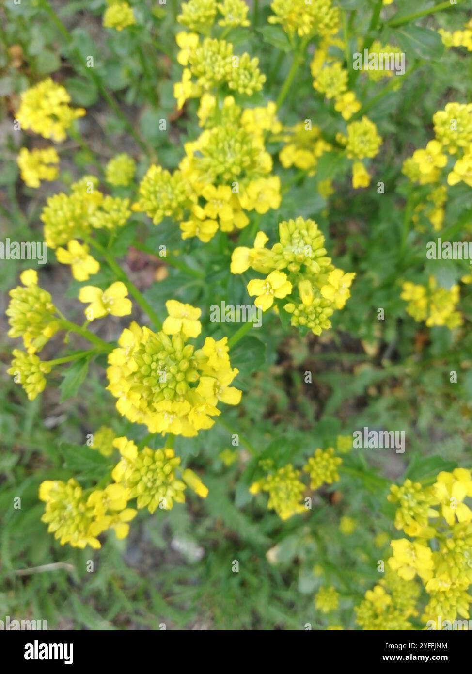 bitter wintercress (Barbarea vulgaris Stock Photo - Alamy