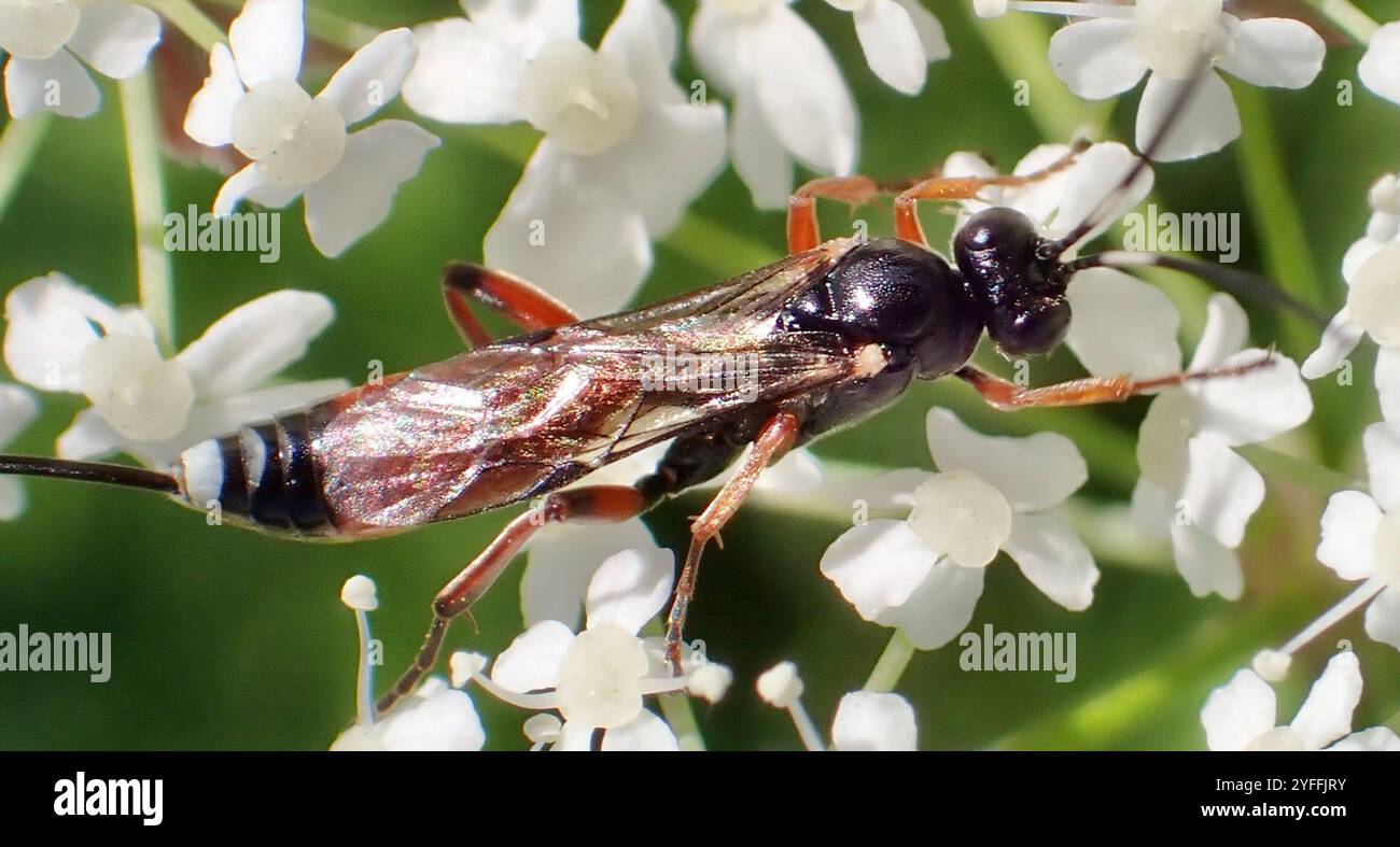 Cryptinae hi-res stock photography and images - Alamy