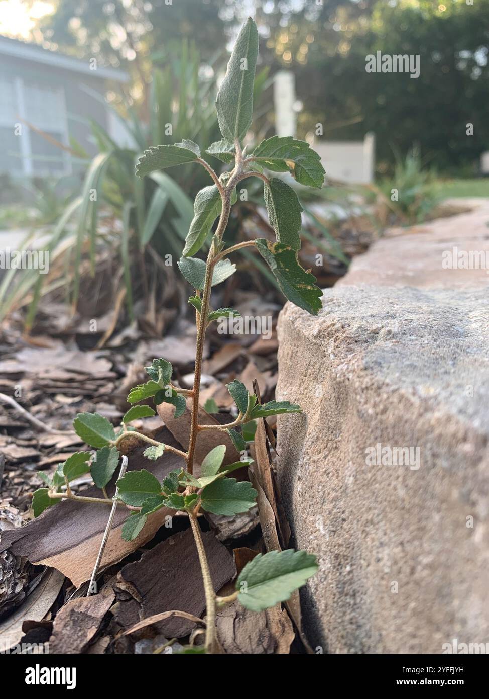 sand croton (Croton glandulosus septentrionalis Stock Photo - Alamy