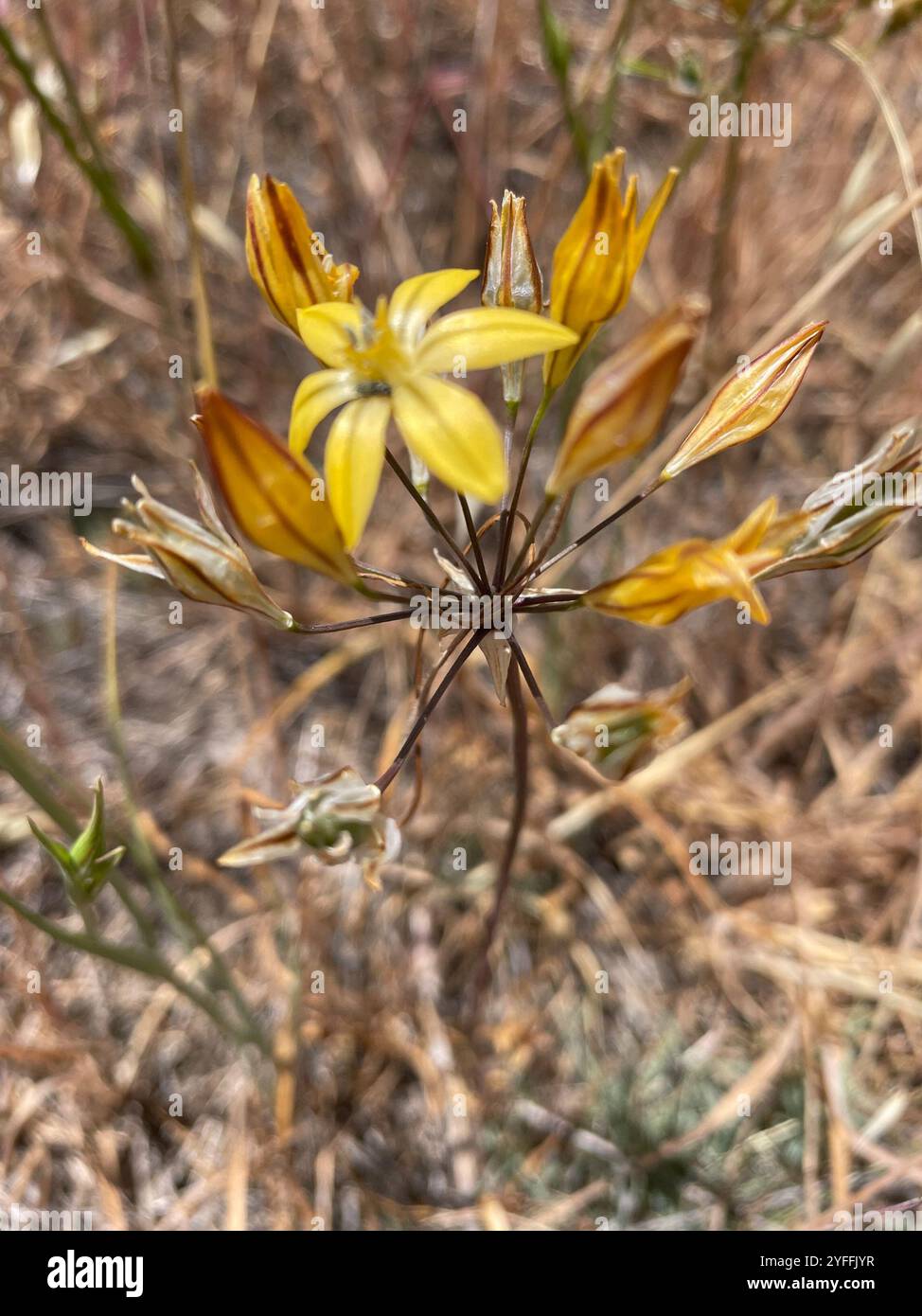 golden brodiaea (Triteleia ixioides ixioides Stock Photo - Alamy