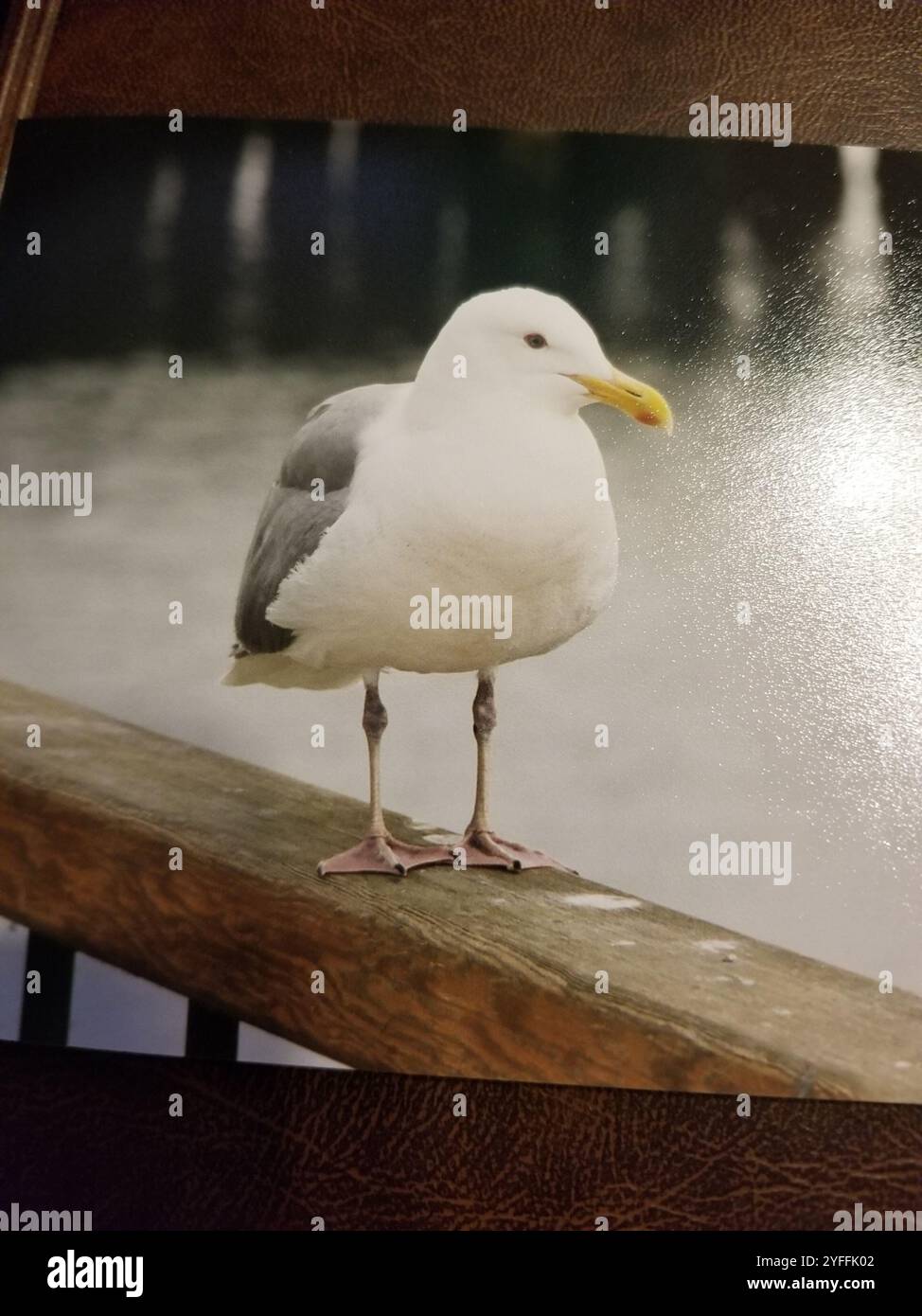 Olympic Gull (Larus glaucescens × occidentalis Stock Photo - Alamy