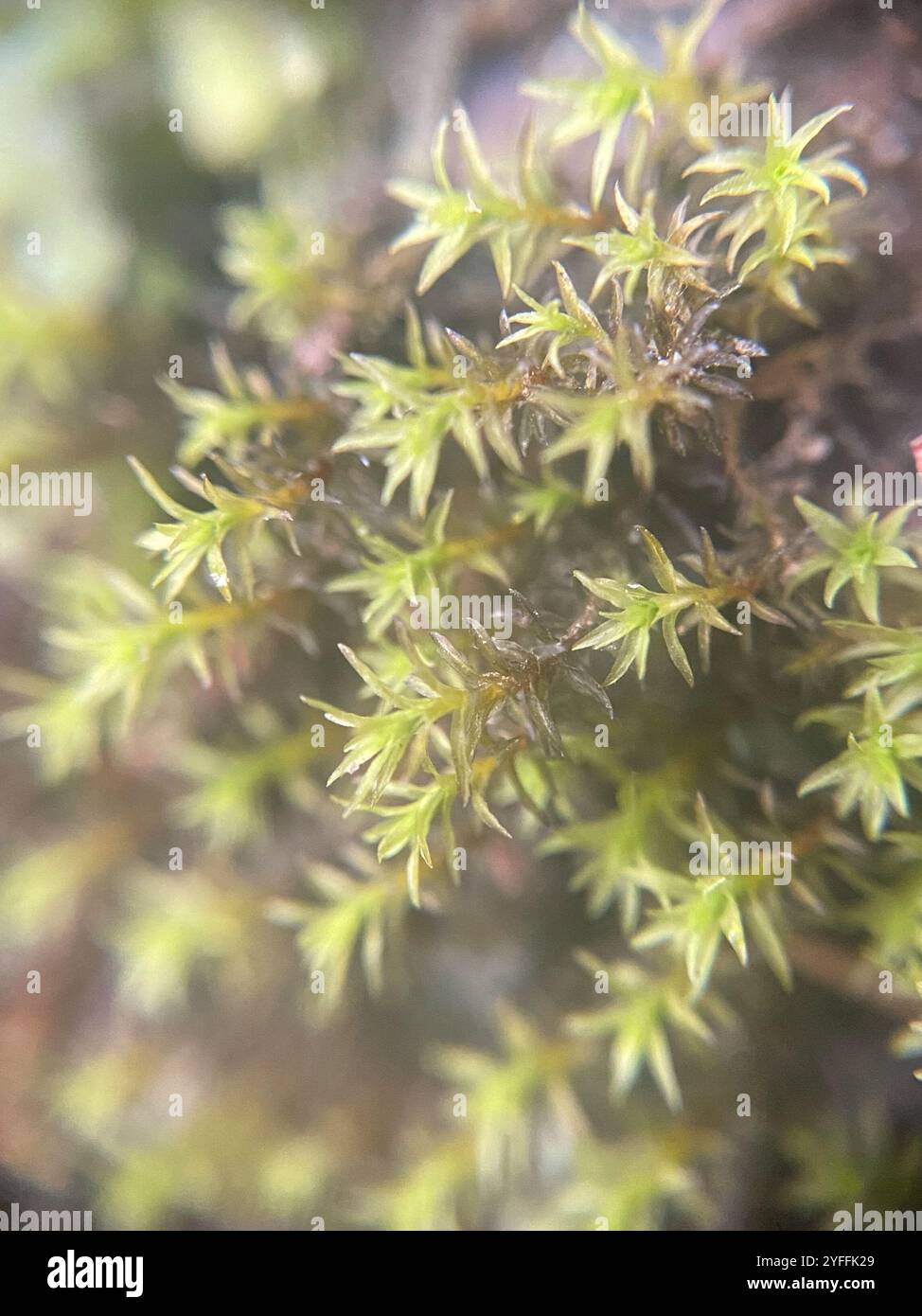 Star Moss (Syntrichia ruralis Stock Photo - Alamy