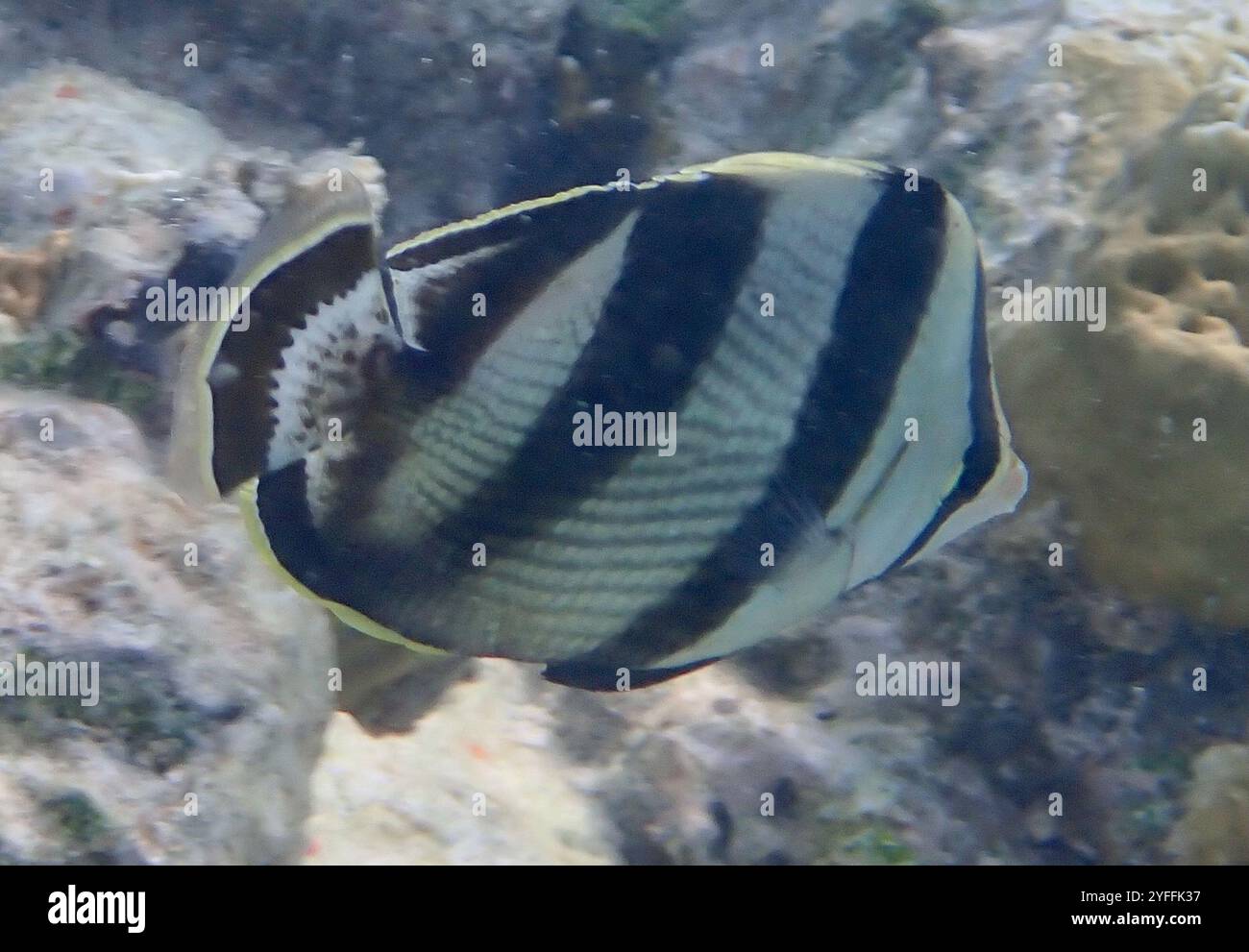 Banded Butterflyfish (Chaetodon striatus Stock Photo - Alamy