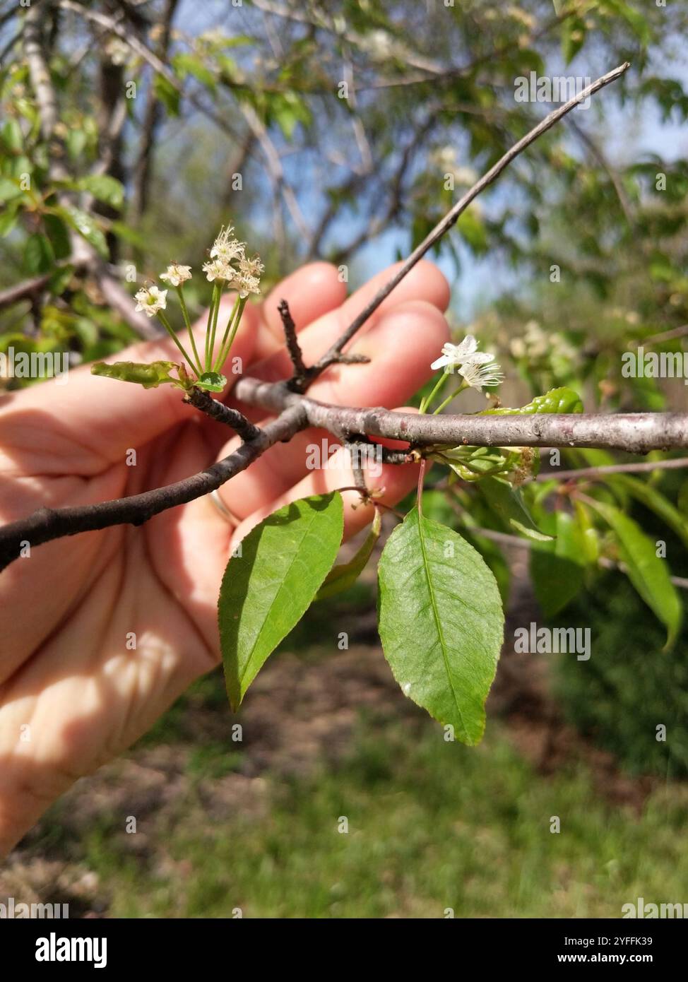fire cherry (Prunus pensylvanica Stock Photo - Alamy
