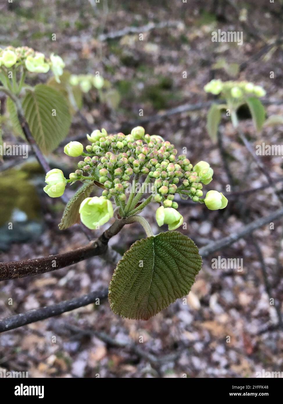 hobblebush (Viburnum lantanoides Stock Photo - Alamy
