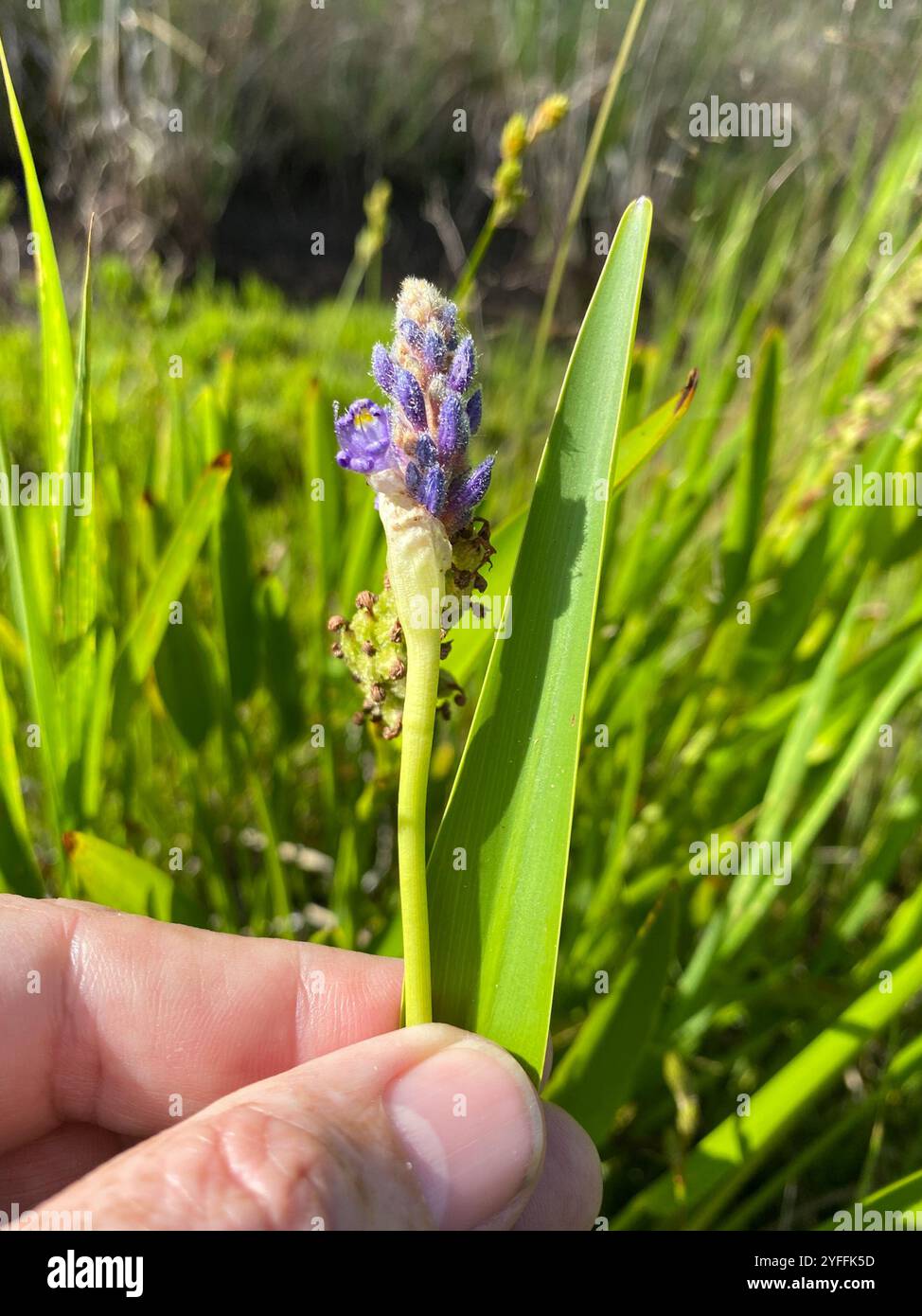 Lanceleaf Pickerelweed (Pontederia cordata lancifolia Stock Photo - Alamy