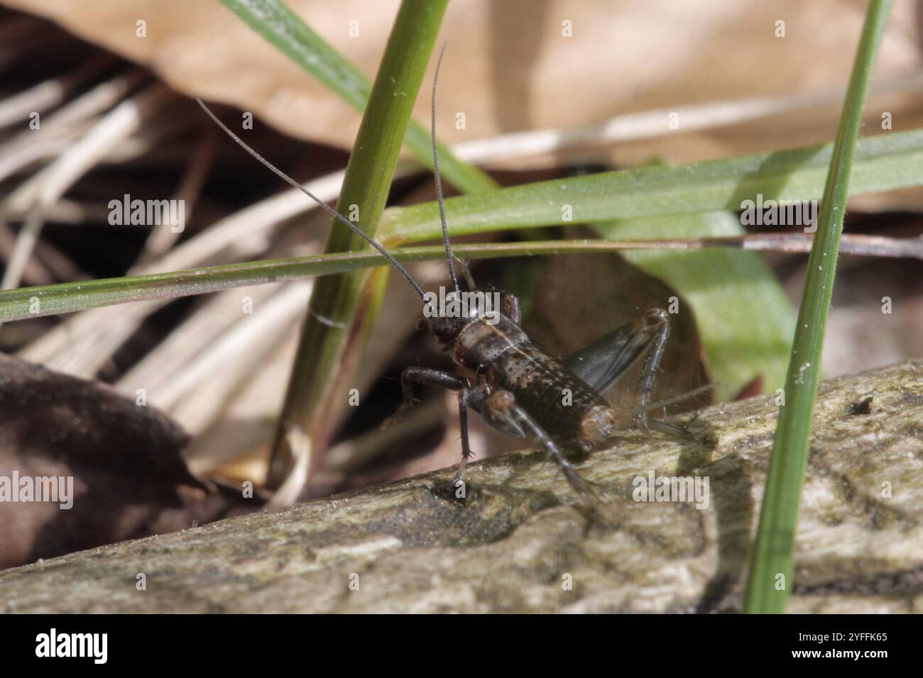 Wood Cricket (Nemobius sylvestris Stock Photo - Alamy