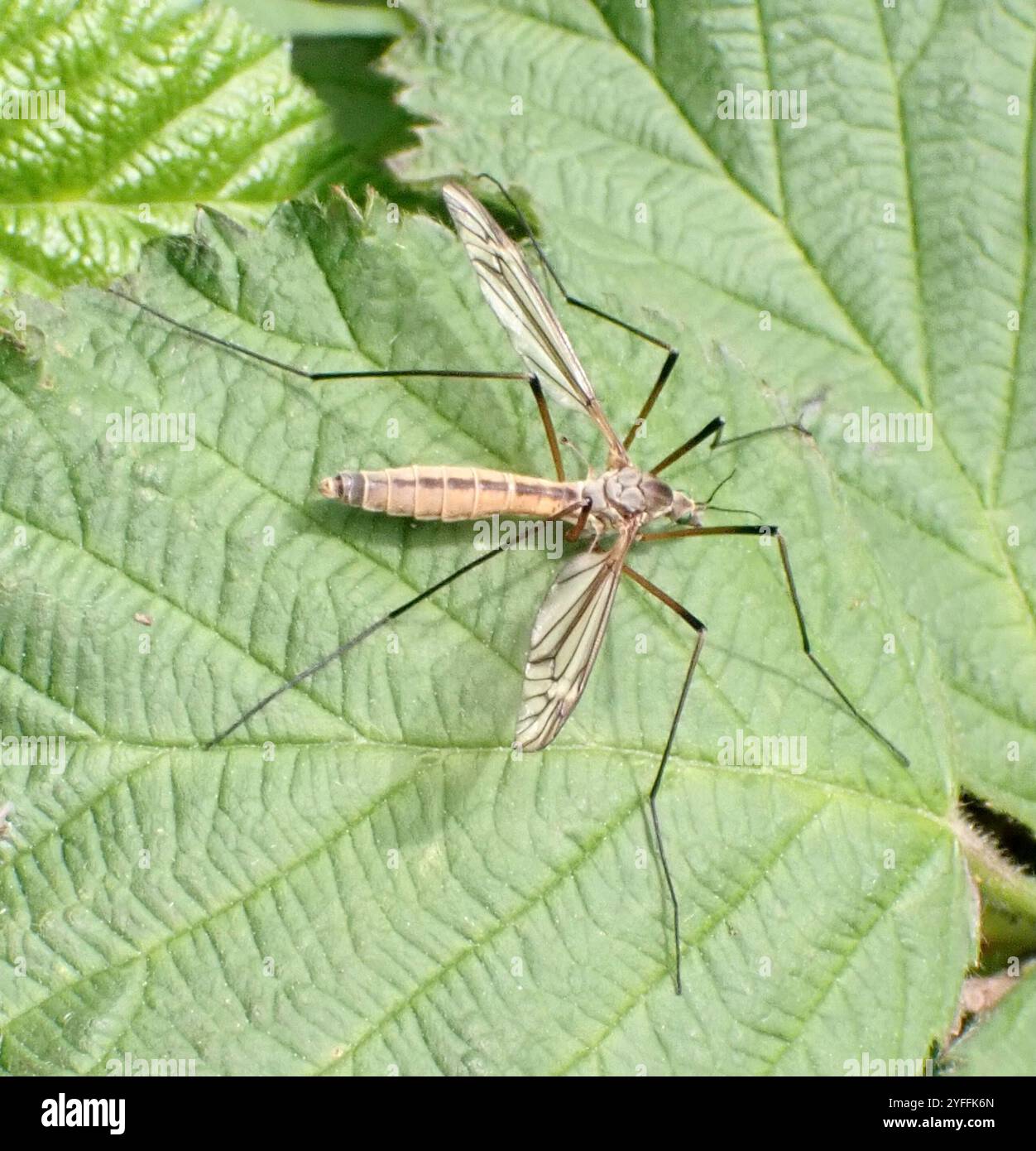 Cranefly tipula vernalis hi-res stock photography and images - Alamy