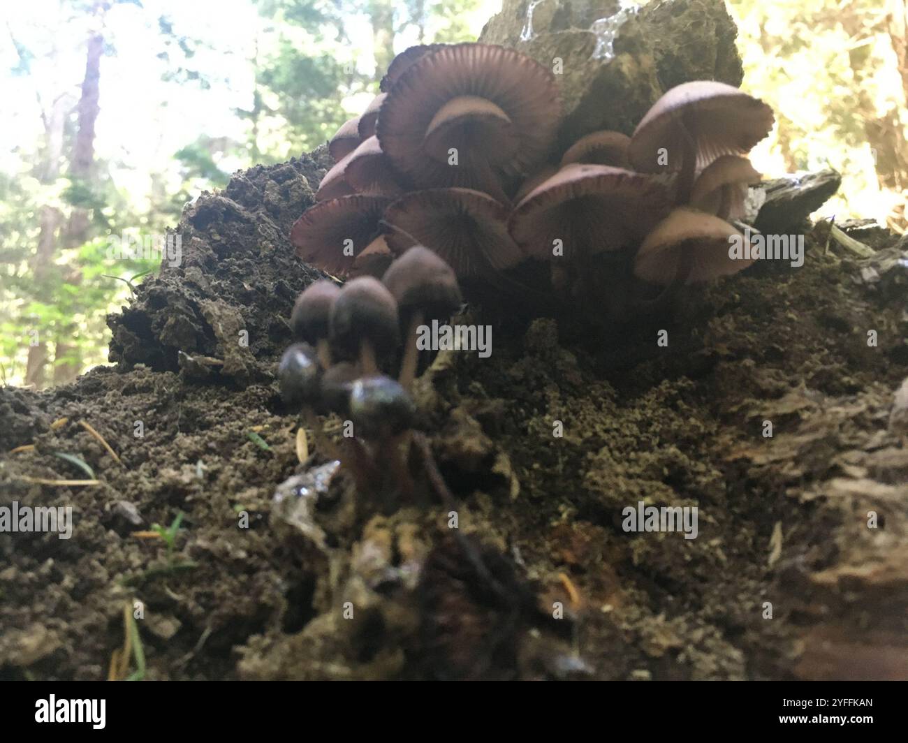 Bleeding Fairy Helmet (Mycena haematopus Stock Photo - Alamy