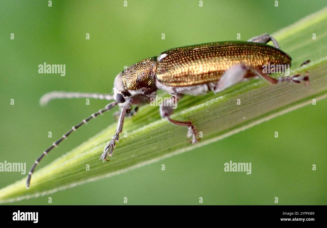 Grooved Leaf Beetle (Donacia semicuprea Stock Photo - Alamy