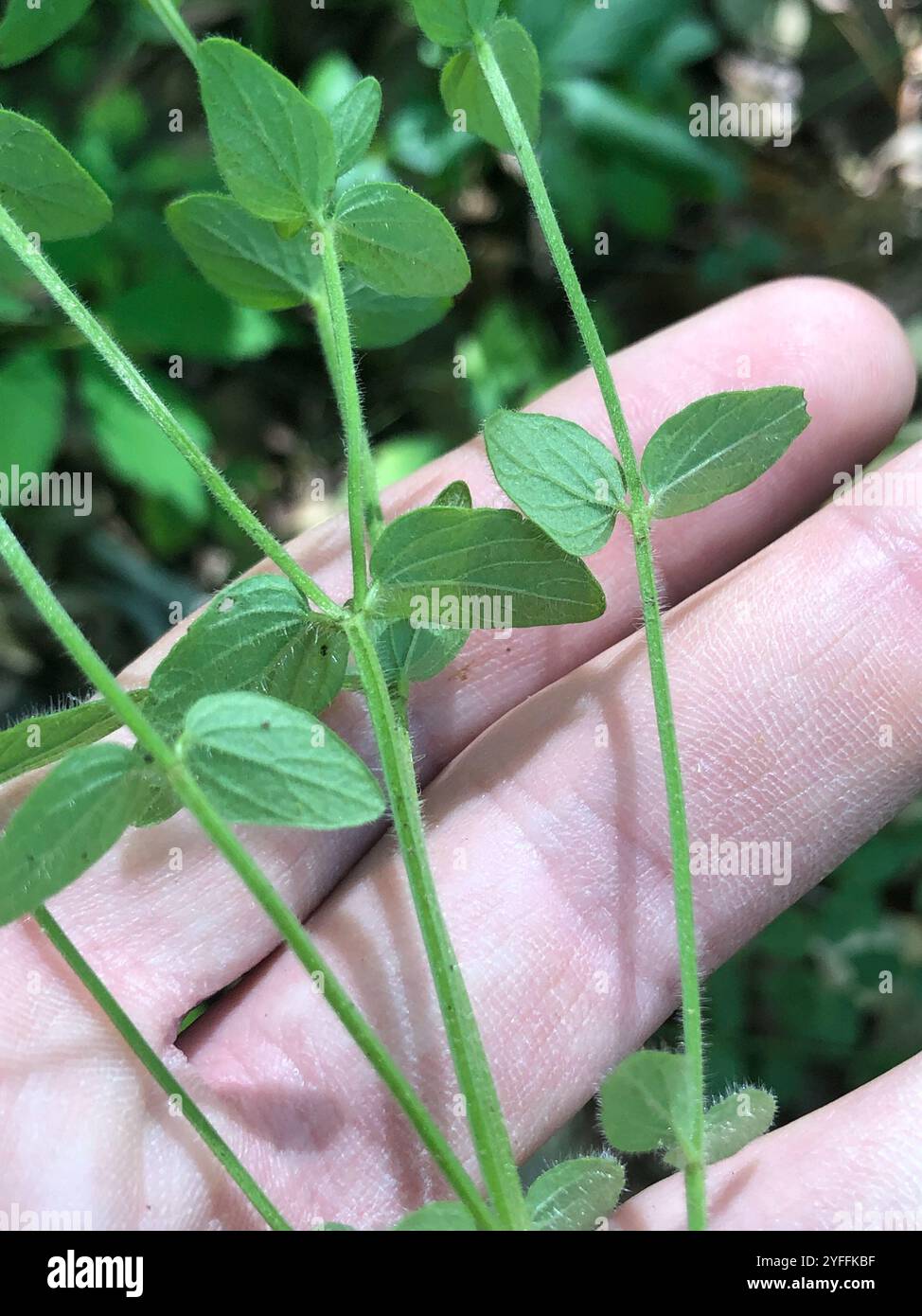 Scutellaria parvula hi-res stock photography and images - Alamy