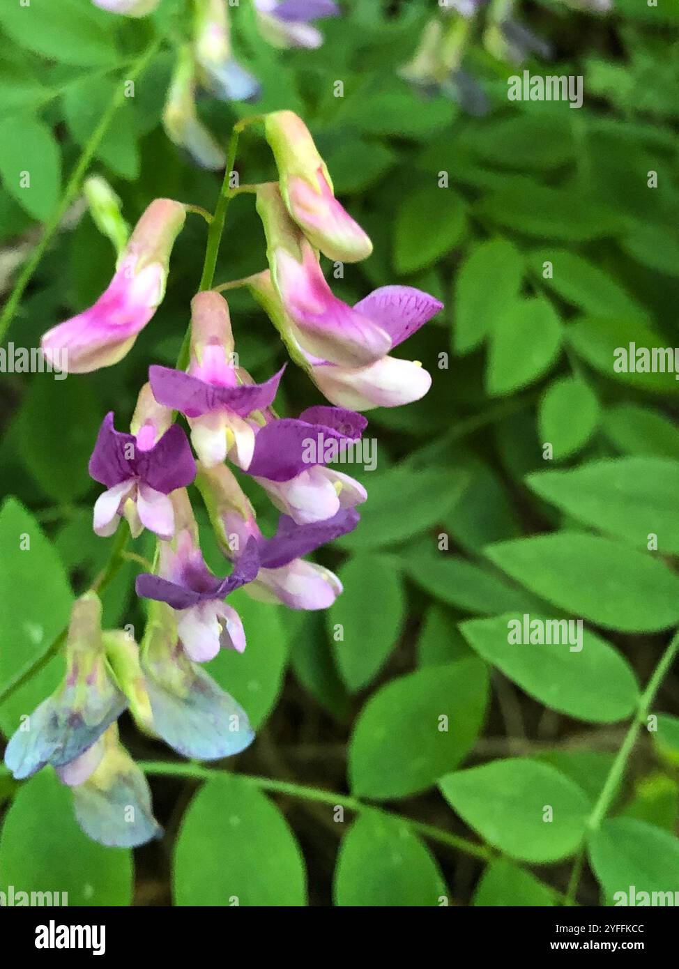 Leafy Pea (Lathyrus polyphyllus Stock Photo - Alamy