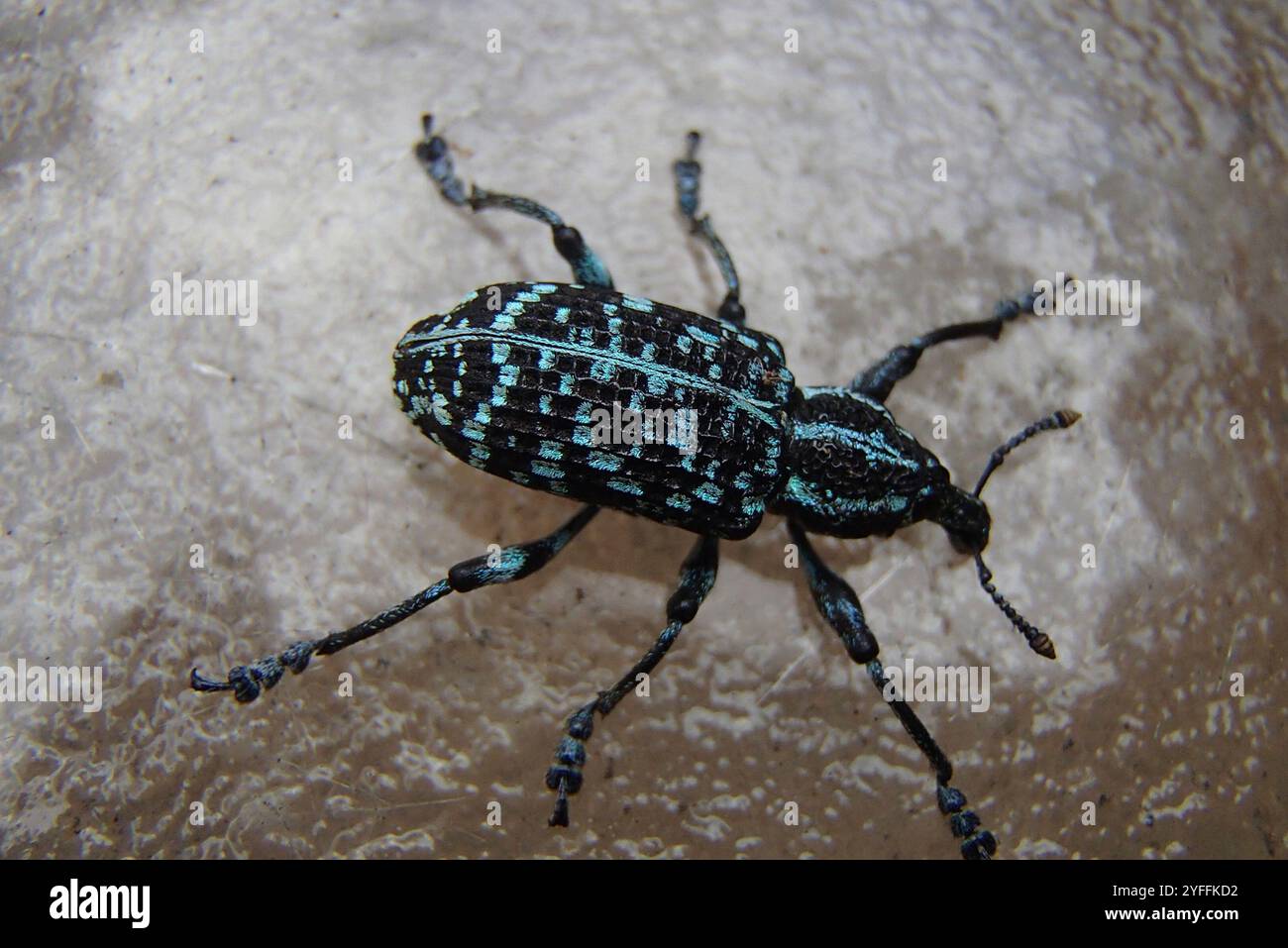 Chrysolopus hi-res stock photography and images - Alamy