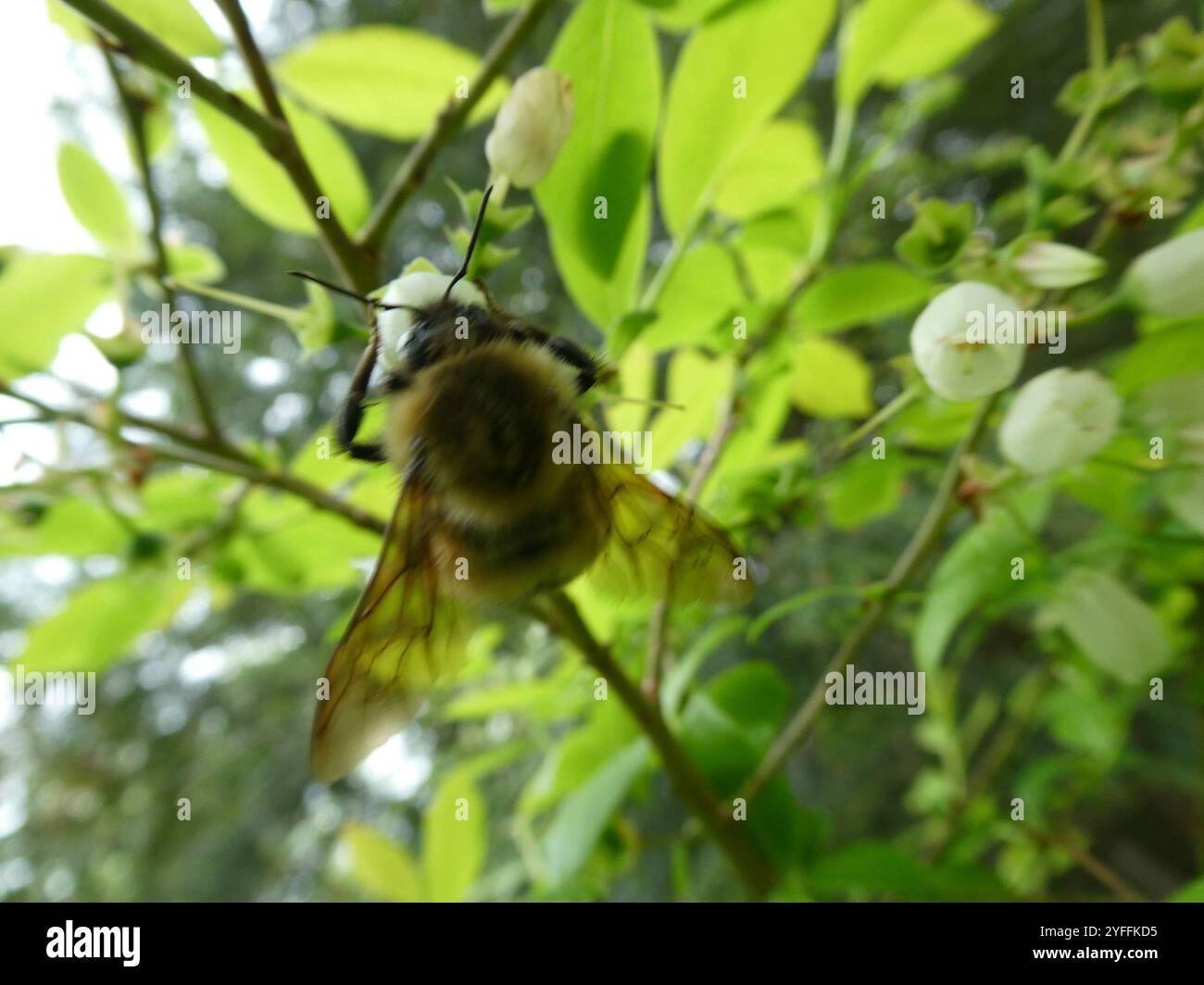 Perplexing Bumble Bee (Bombus perplexus Stock Photo - Alamy